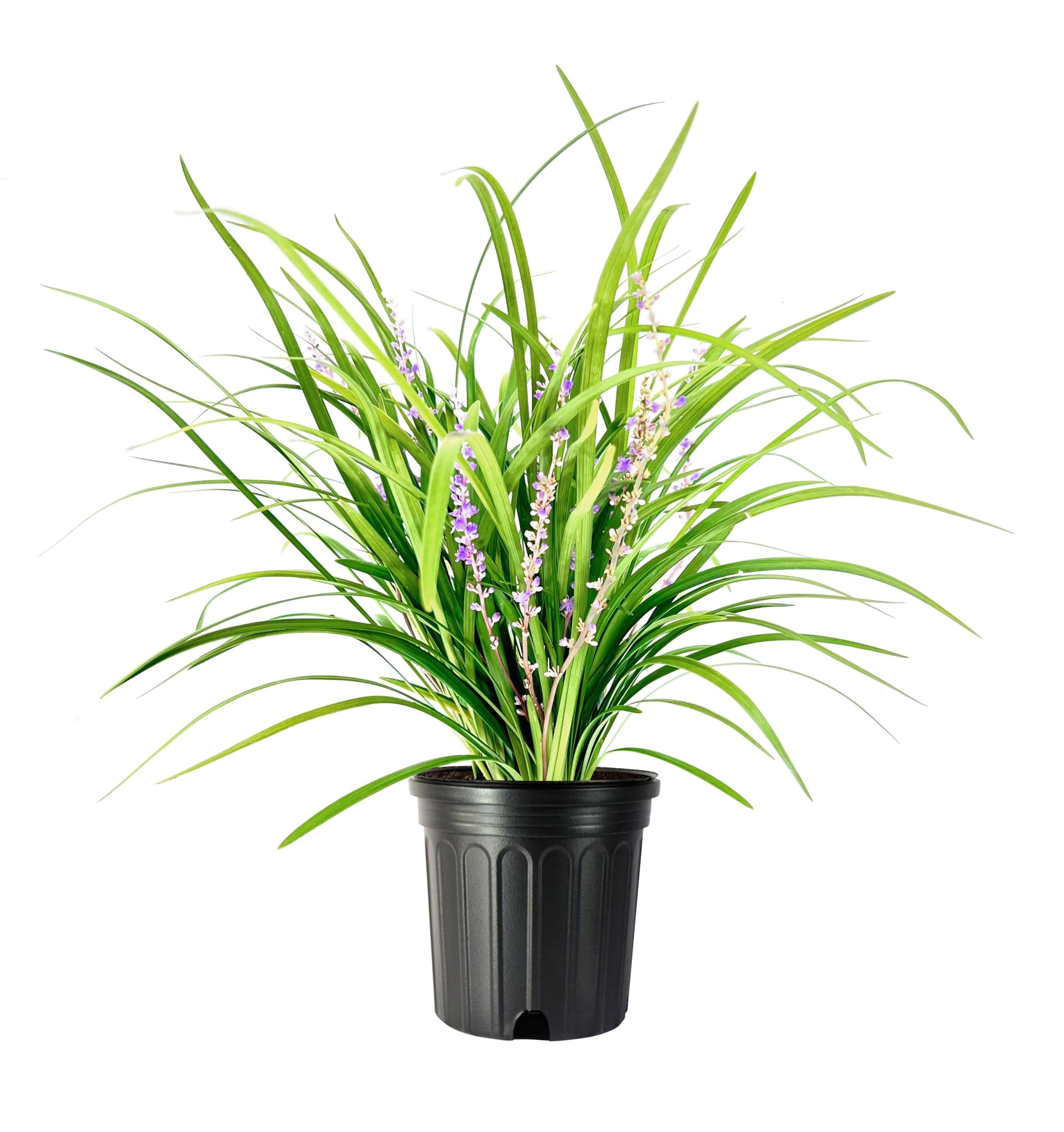 Super Blue Liriope Muscari 2 Large Gallon Size Plants Drought Tolerant ...