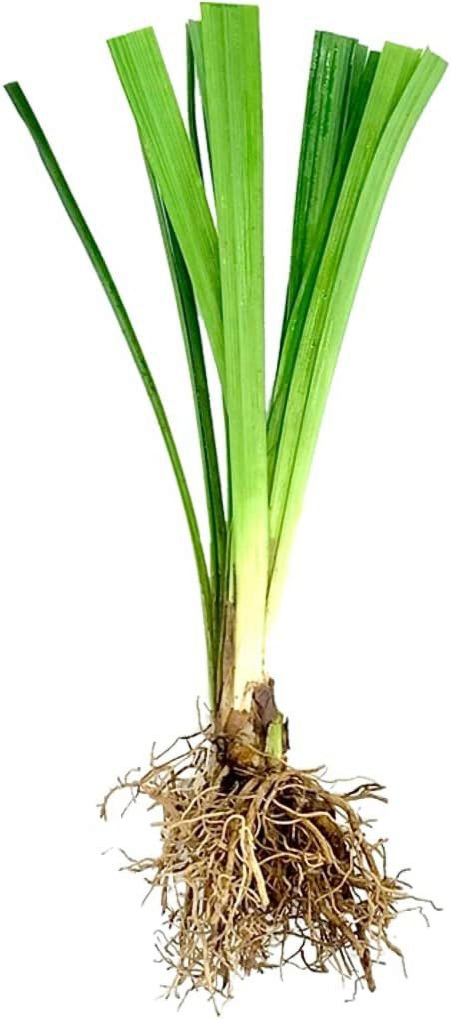 Super Blue Liriope Muscari 3 Live Bare Root Pips Evergreen Plant Ground ...