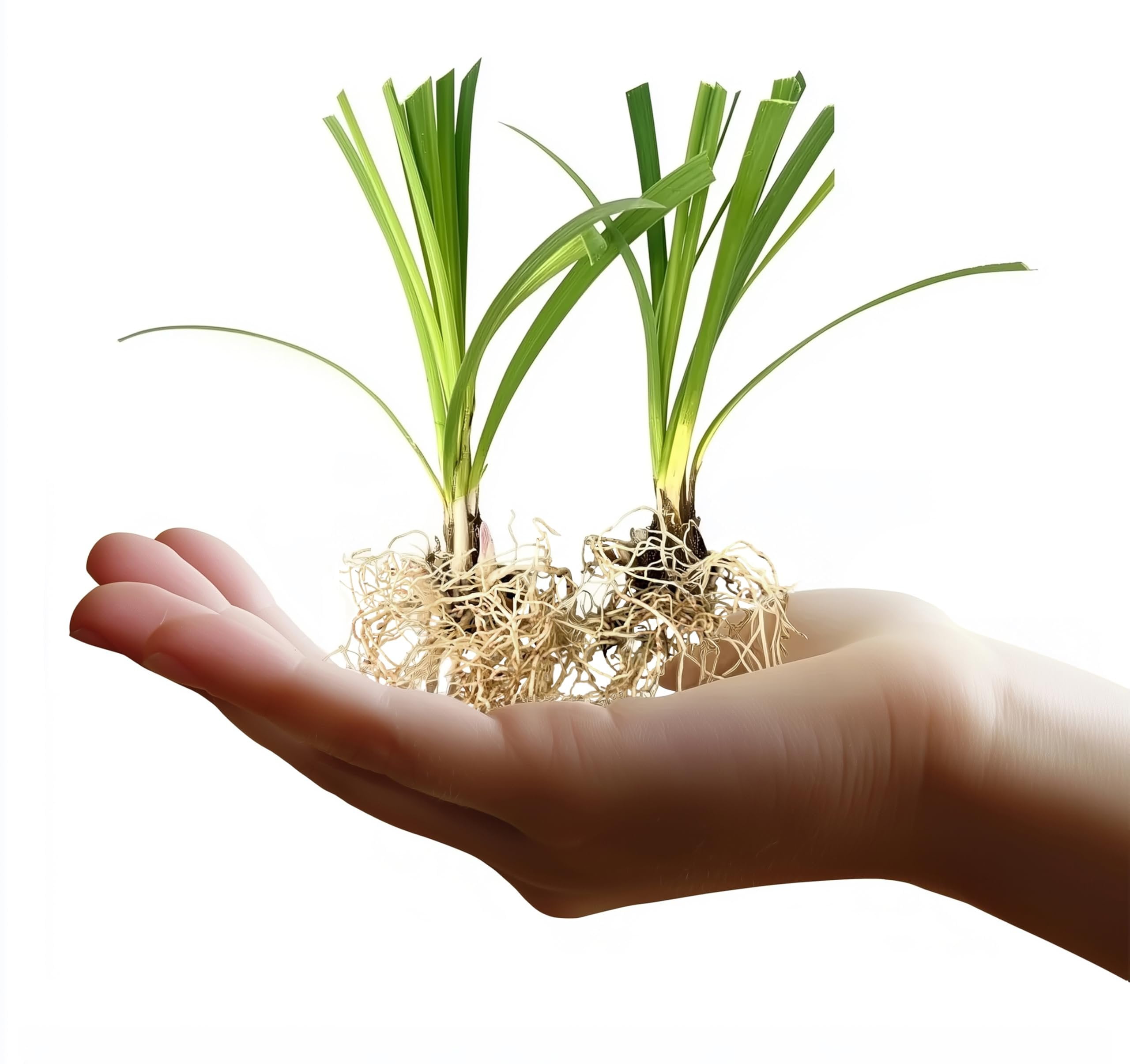 Super Blue Liriope Muscari 3 Live Bare Root Pips Evergreen Plant Ground ...