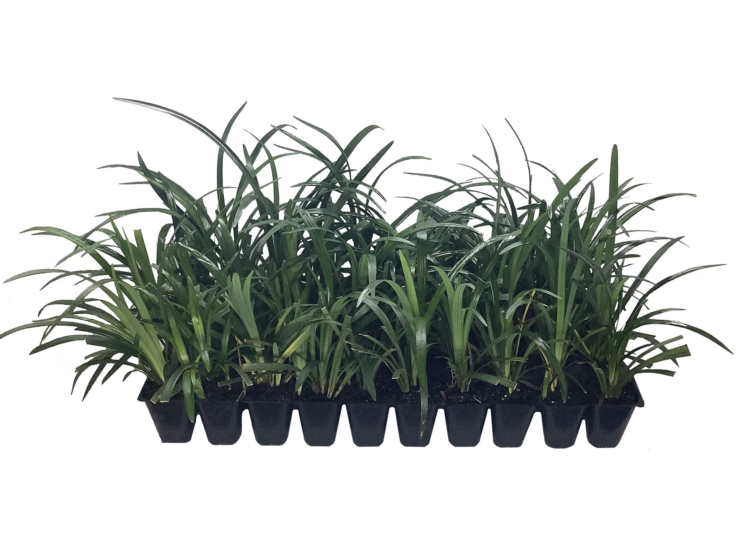 Super Blue Liriope Muscari - 40 Live Plugs - Ground Cover Grass Plants ...