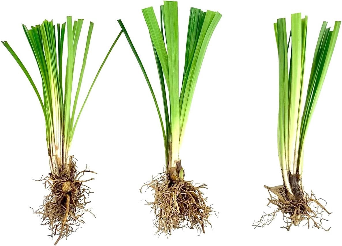 Super Blue Liriope Muscari – 40 Live Plants, Evergreen Ground Cover ...