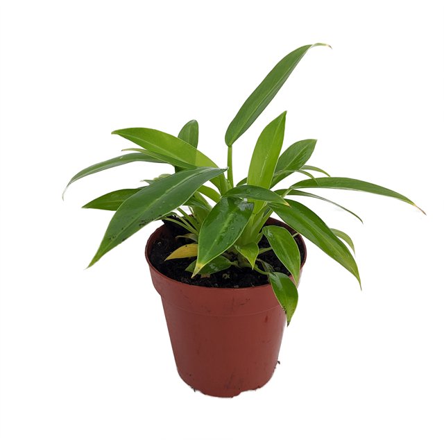 Super Dwarf Little Phil Philodendron - House Plant - 4" Pot - Walmart.com