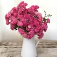 Super Excelsa Live Flowers - Heirloom Roses - Fragrant Rambling Rose ...