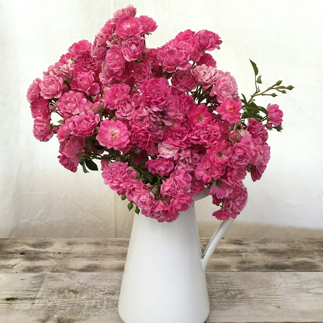 Super Excelsa Live Flowers - Heirloom Roses - Fragrant Rambling Rose ...