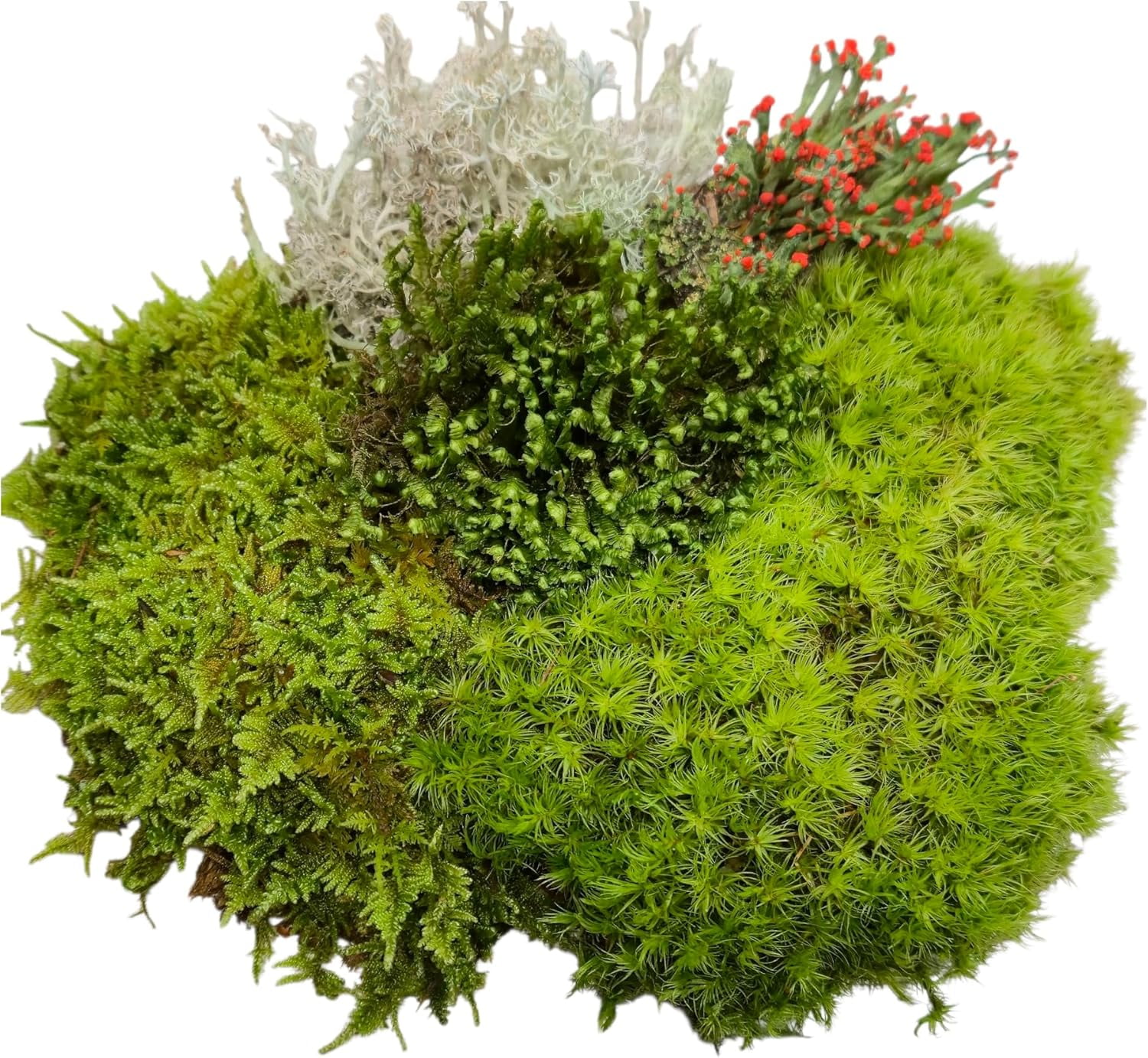 Super Fairy Garden Assortment Moss and Lichen for Terrarium, 6"x9" Bag ...