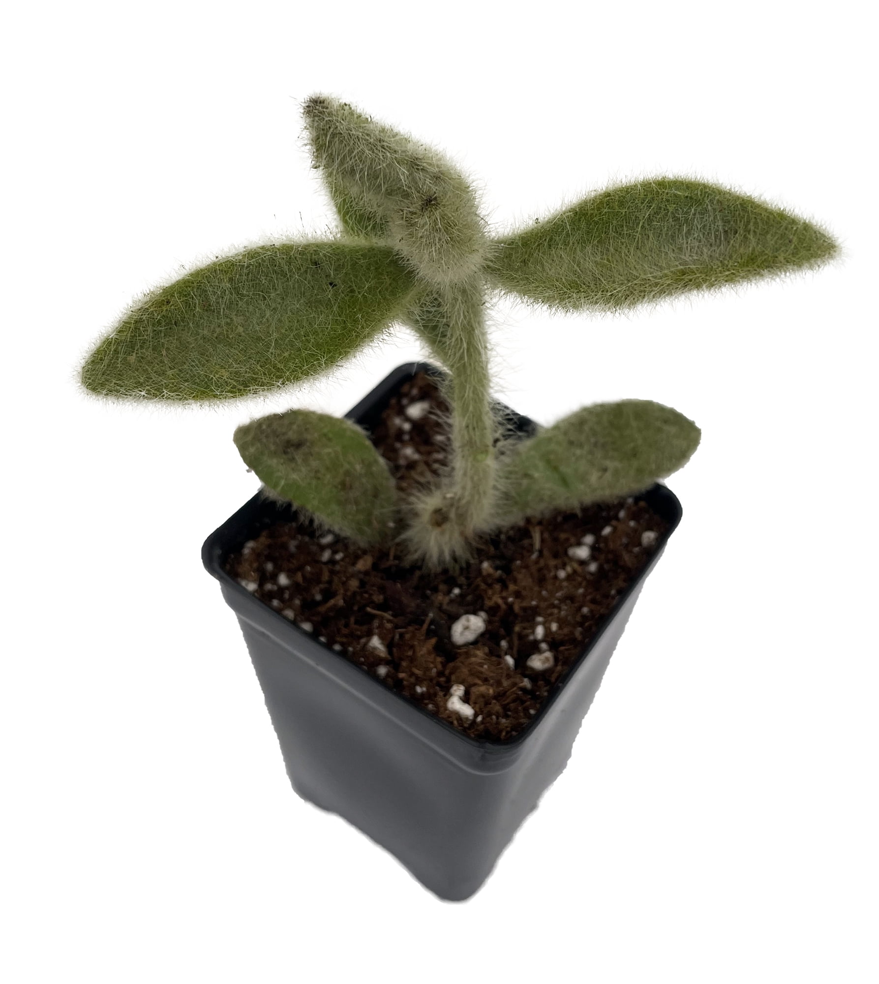 Hirt's Gardens Super Fuzzy Panda Plant, Kalanchoe tomentosa Succulent ...