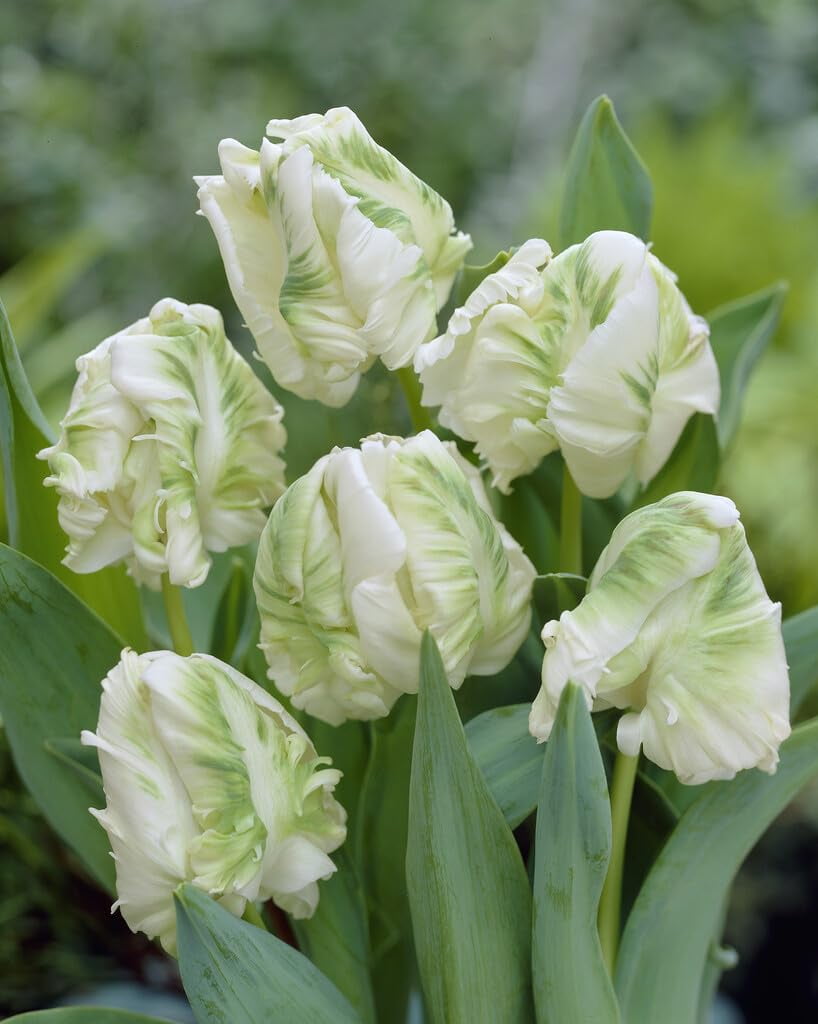 Super Parrot Tulip Bulbs for Planting - Easy to Grow Perennial Flowers (10 Bulbs) - Walmart.com