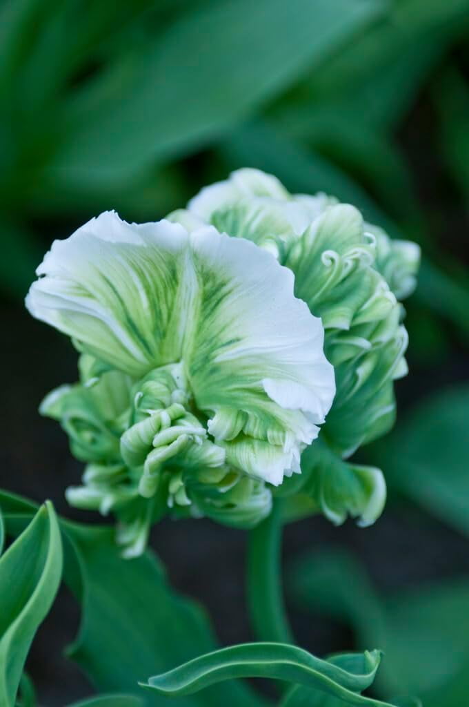 Super Parrot Tulip Bulbs for Planting - Easy to Grow Perennial Flowers ...