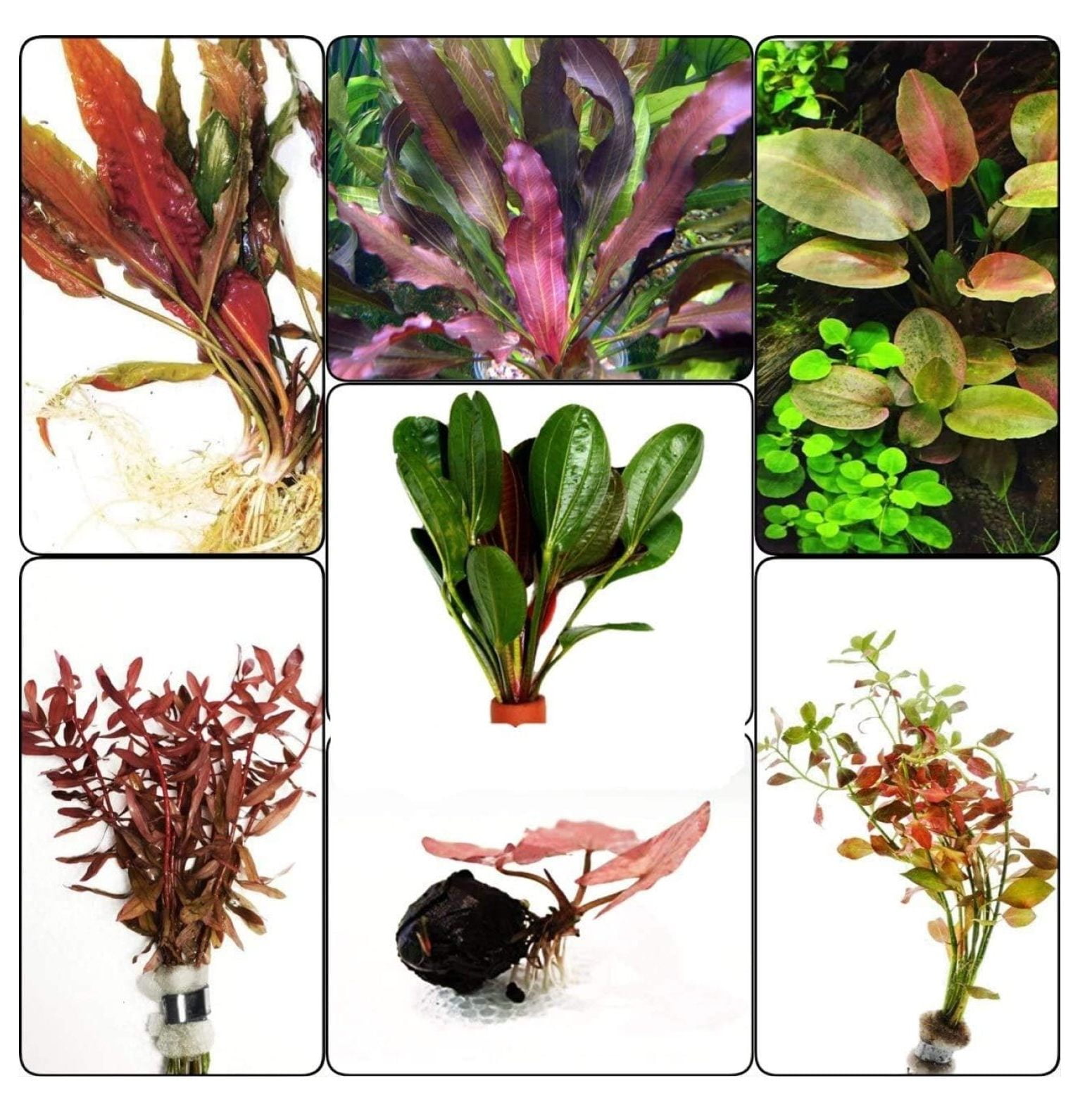 Super Red Set Package Live Aquarium Decorations Aquatic Plants for Fish ...