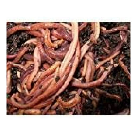 Live Bait in Fishing Baits - Walmart.com