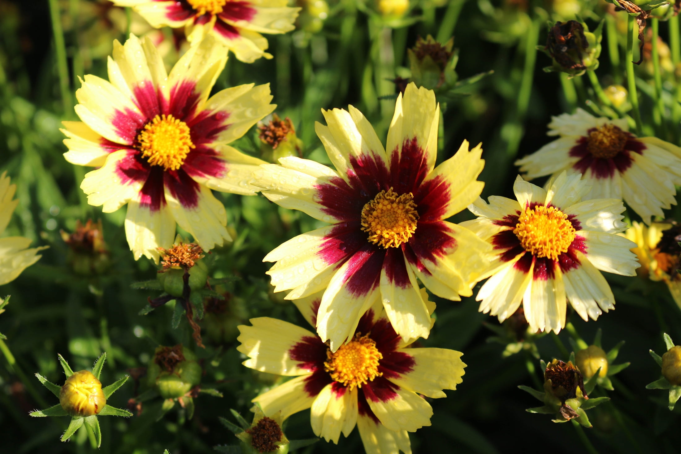 Super Star Coreopsis Perennial - Live Plant - Quart Pot - Walmart.com