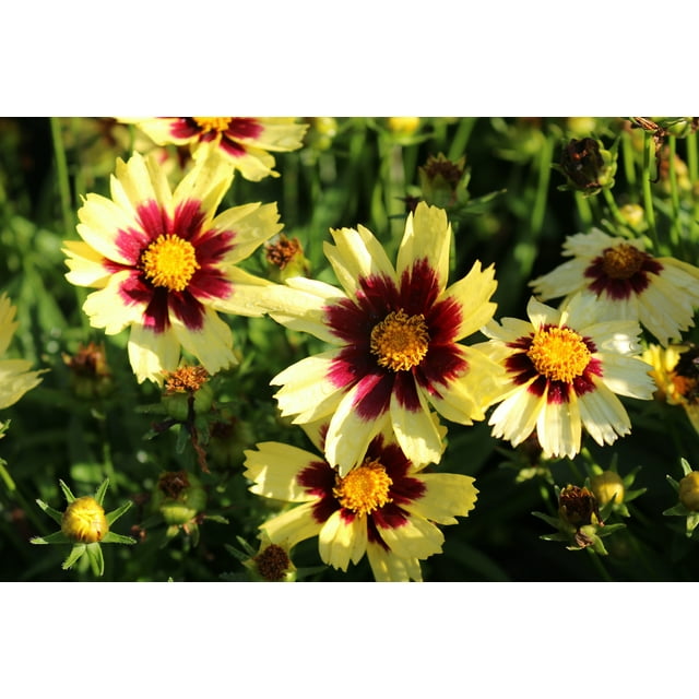 Super Star Coreopsis Perennial - Live Plant - Quart Pot - Walmart.com