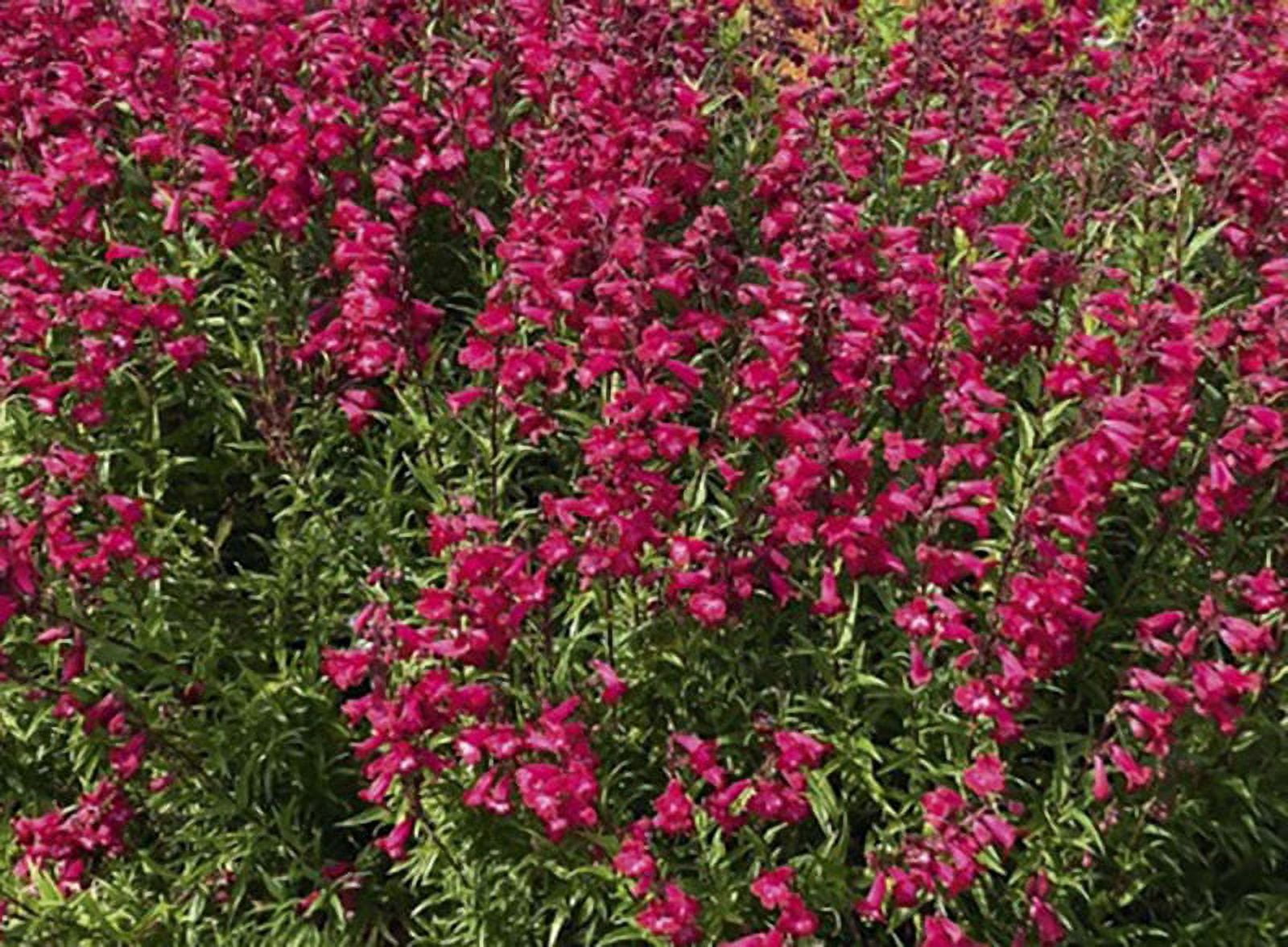 Super Star Penstemon - Beard-tongue Perennial - Hardy - 2.5" Pot ...