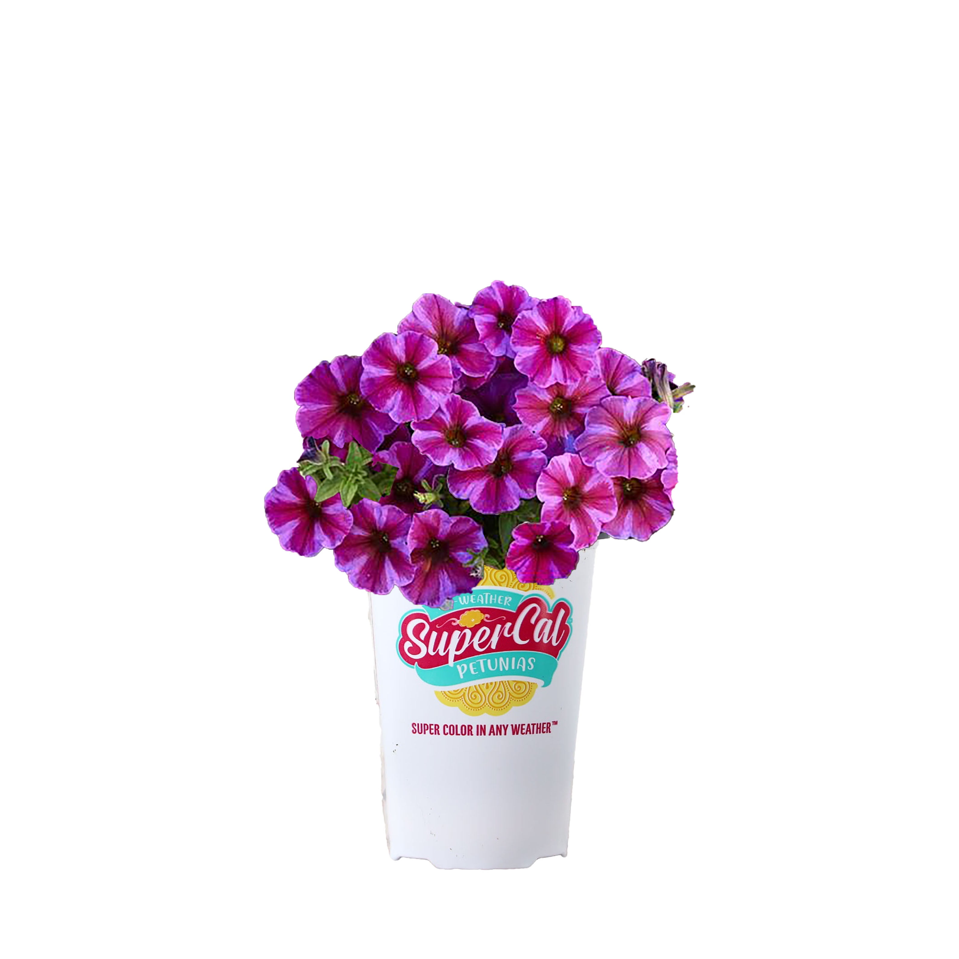 SuperCal 1QT Pink Bicolor Petunia SuperCal Live Plants Grower Pots Sun ...