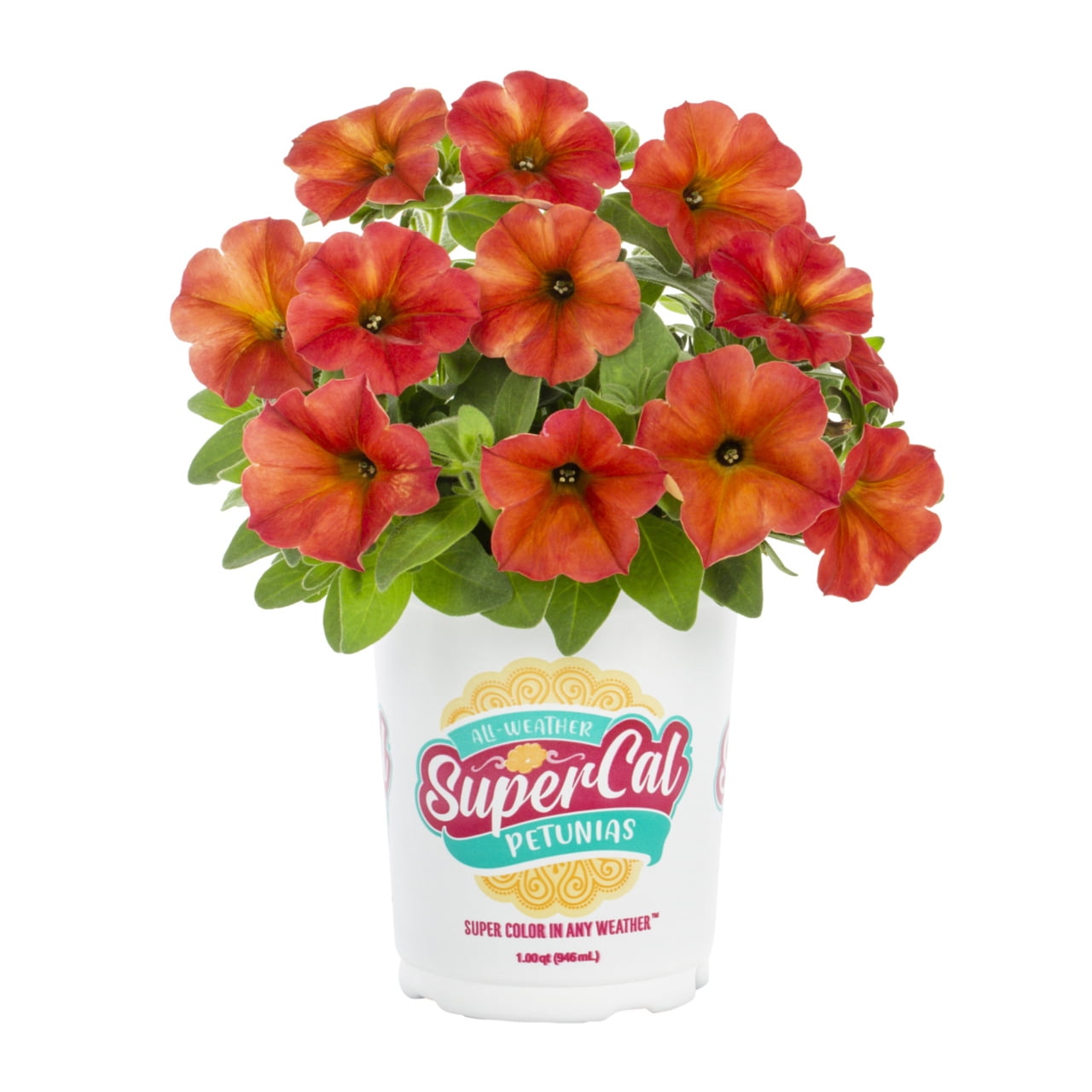 SuperCal 1QT Red Petchoa Live Annual Plant Sun - Walmart.com