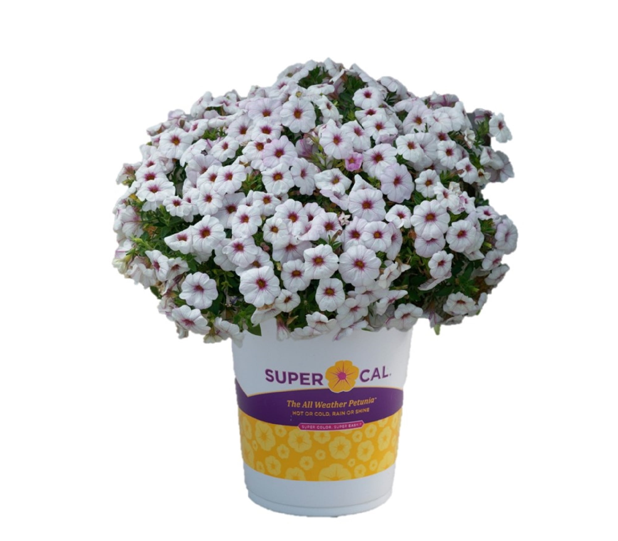 SuperCal 2.5QT Petchoa Various Colors Annual Live Plant - Walmart.com