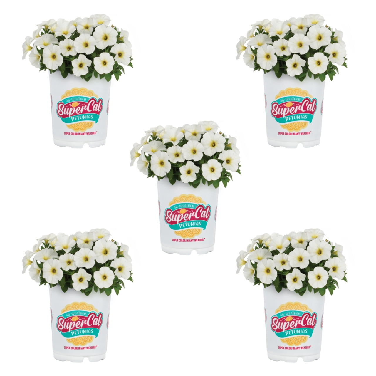 SuperCal 1QT White Petchoa Live Annual Plant Sun 5-Pack - Walmart.com