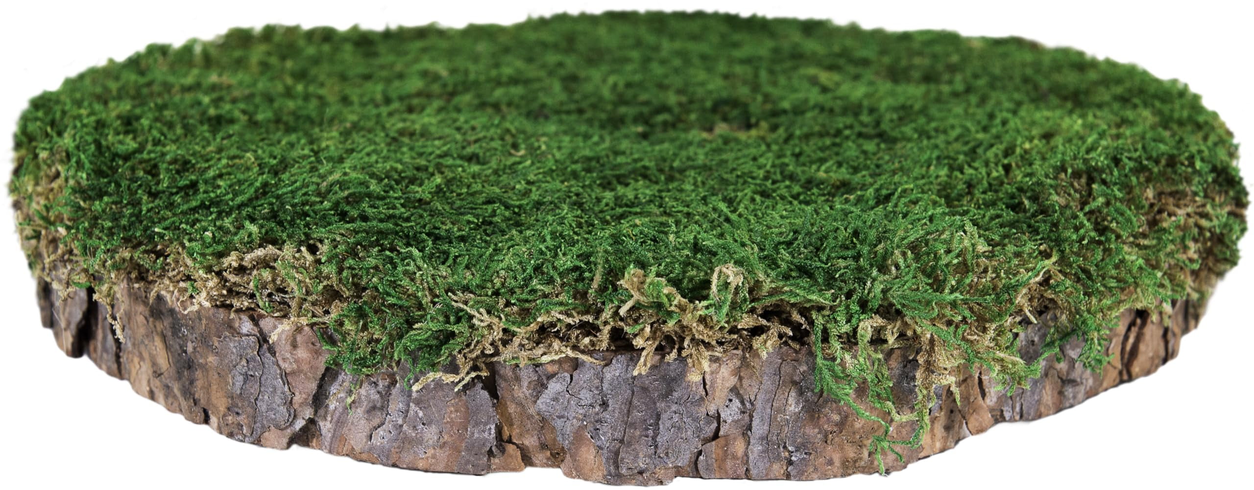 SuperMoss (23339 Mossy Tree Stump, for Indoor Outdoor Garden Decor ...