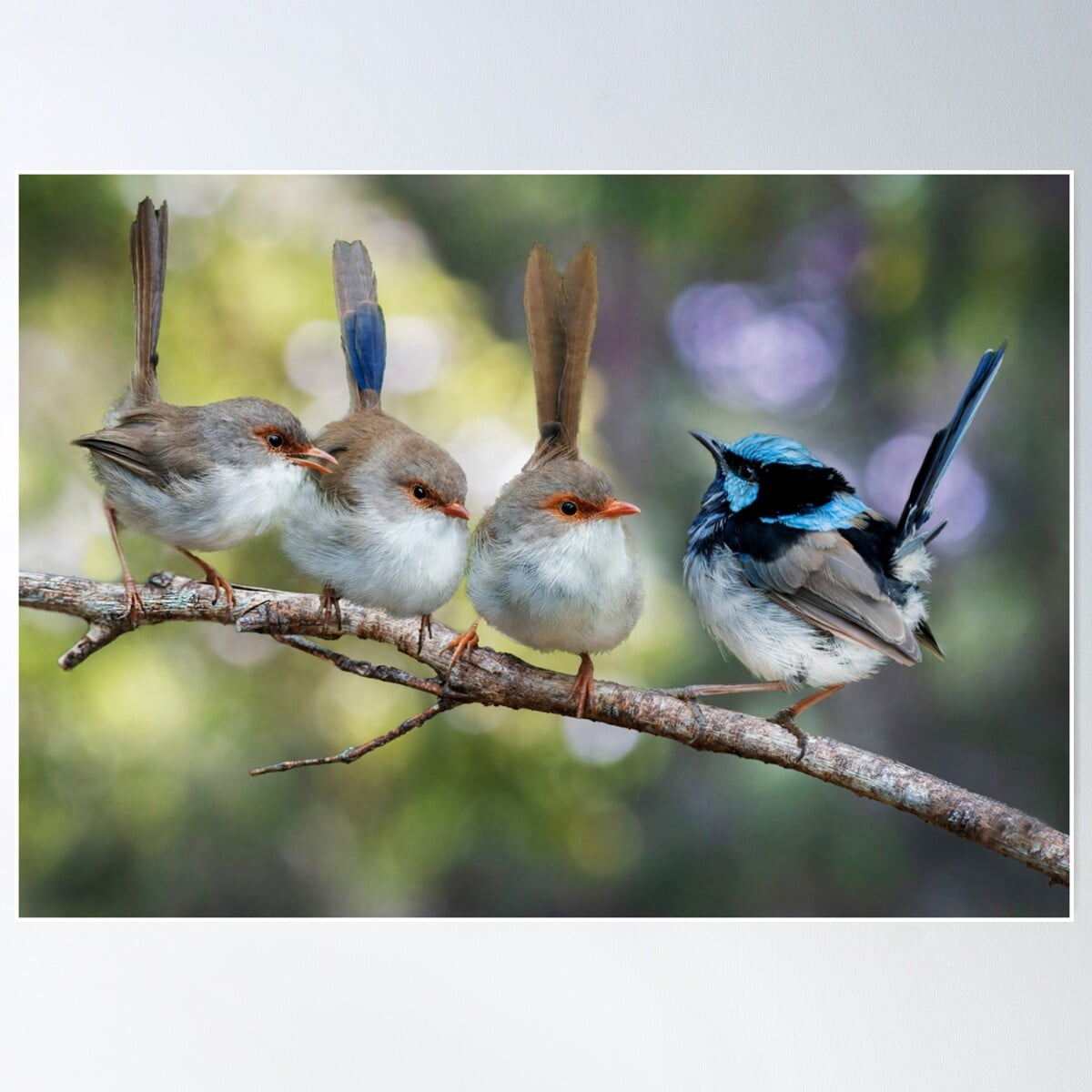 Superb Fairy-Wren Family Sitting On A Branch Poster Wall Art, Modern ...