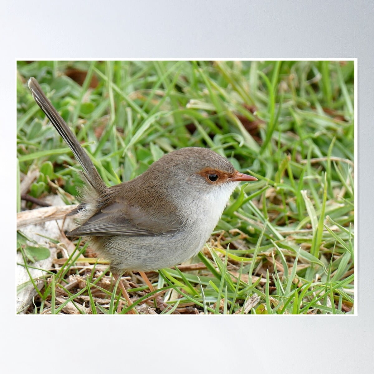 Superb Fairy Wren - Melbourne Poster Wall Art, Modern Wall Decor For ...