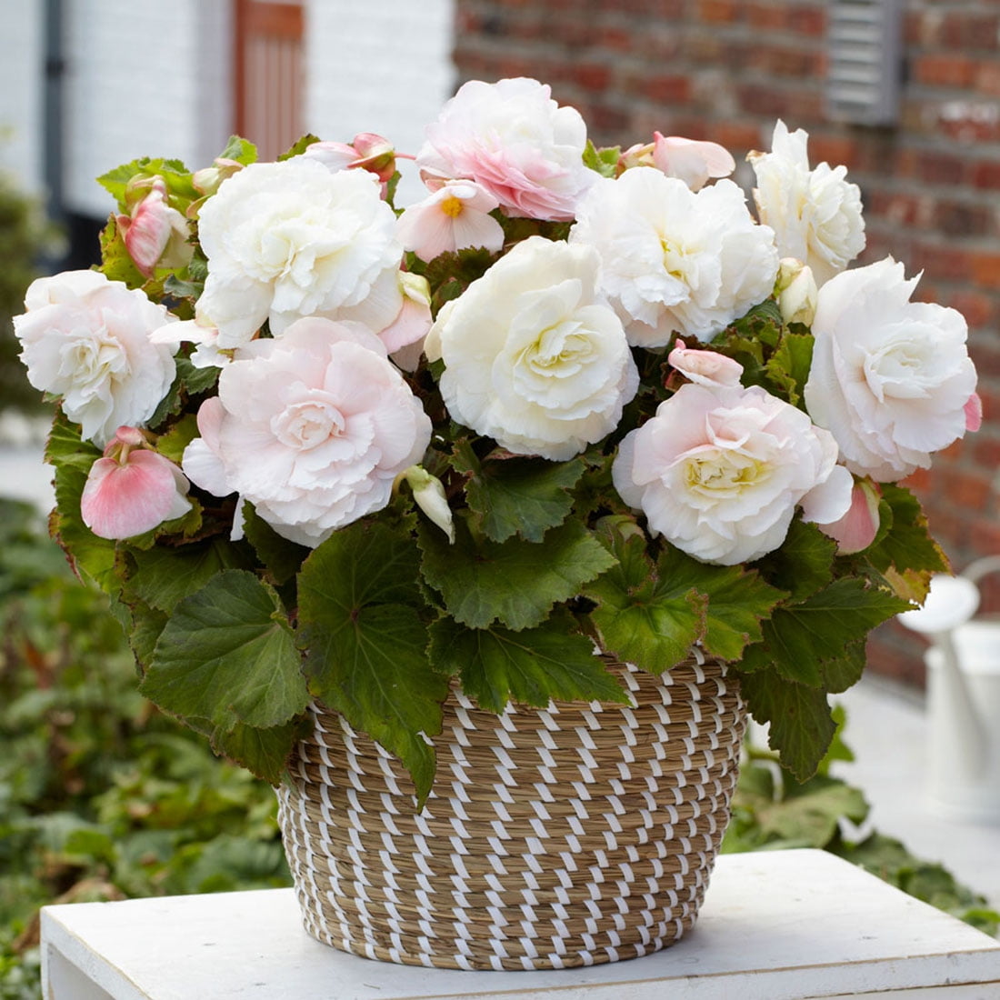 Superba Begonia White - 2 Bulbs 6/+cm Bulbs - Walmart.com