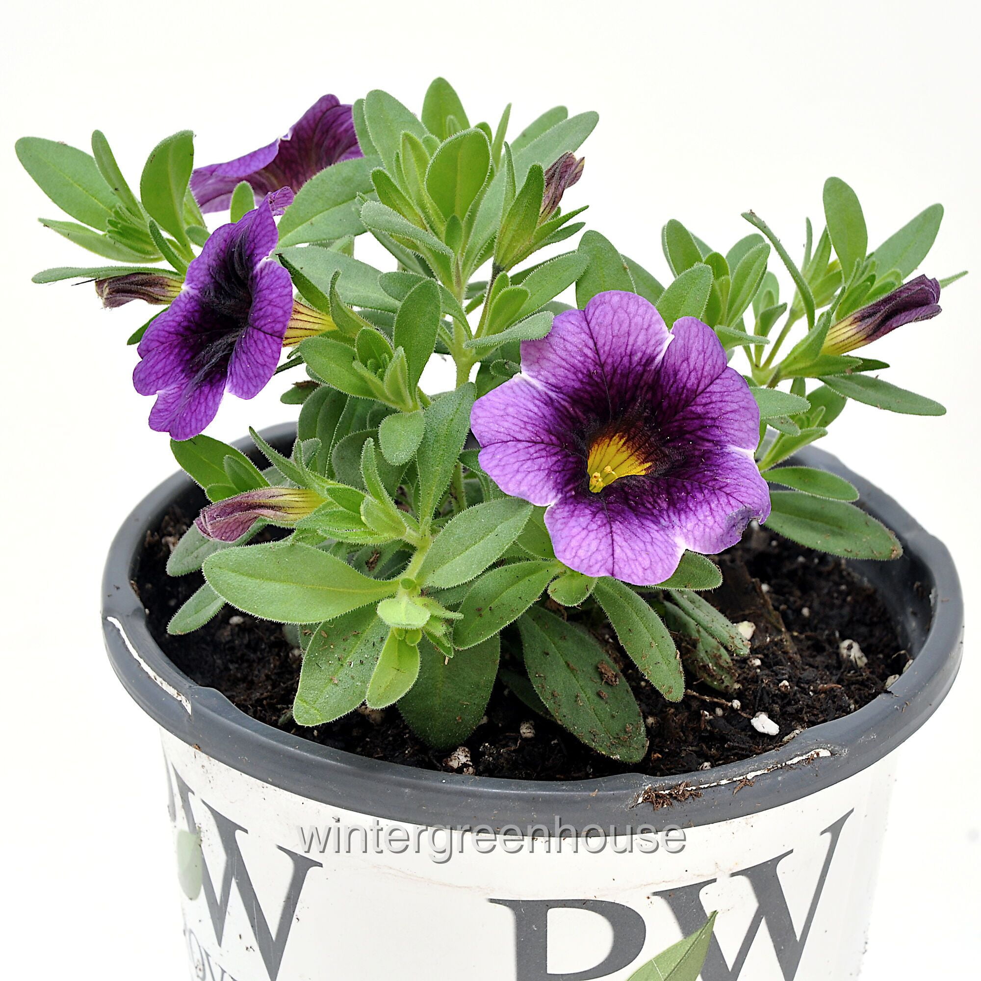 Superbells, Calibrachoa, Grape Punch, Million Bells - Pot Size: 4.5 ...