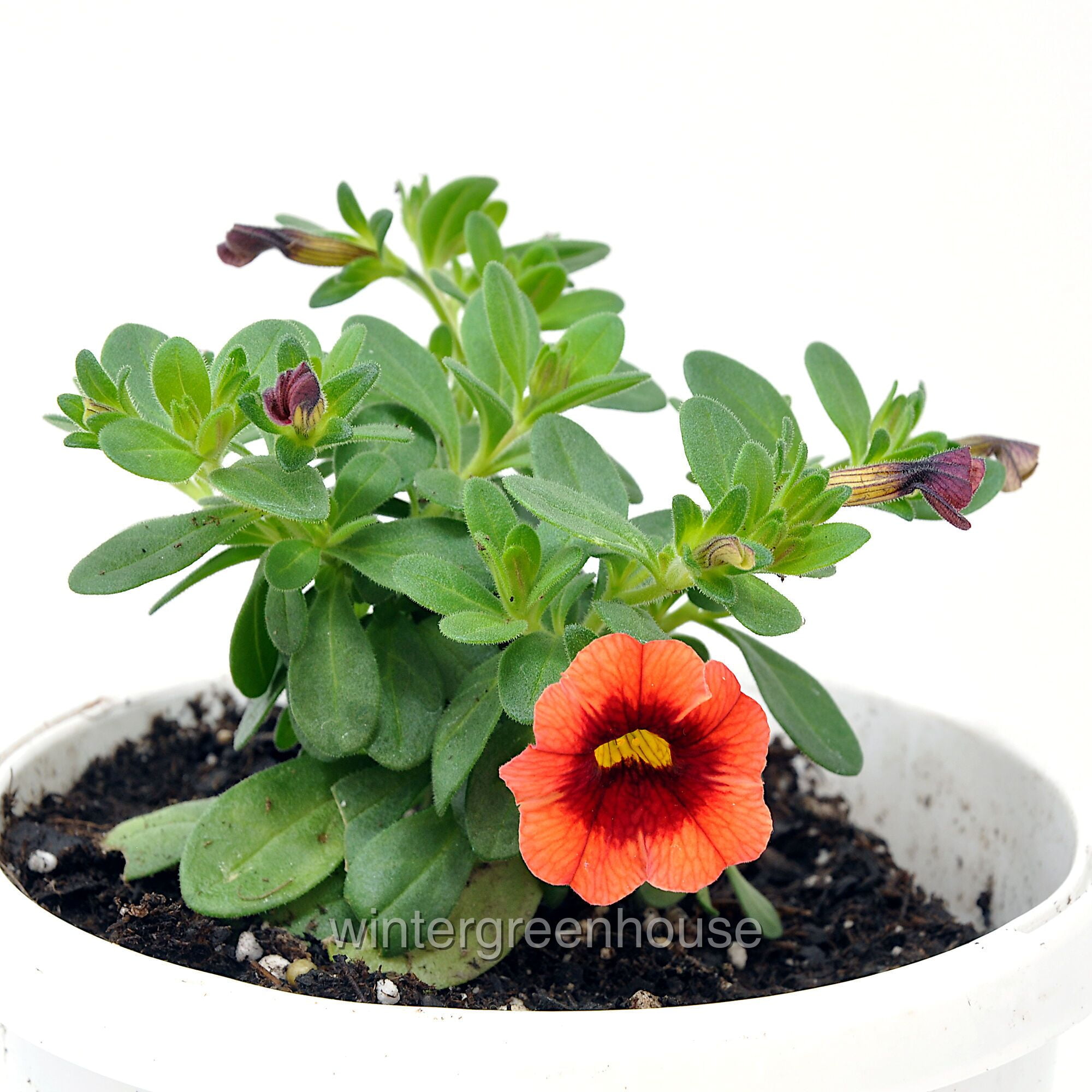 Superbells, Calibrachoa, Tangerine Punch, Million Bells - Pot Size: 4 ...