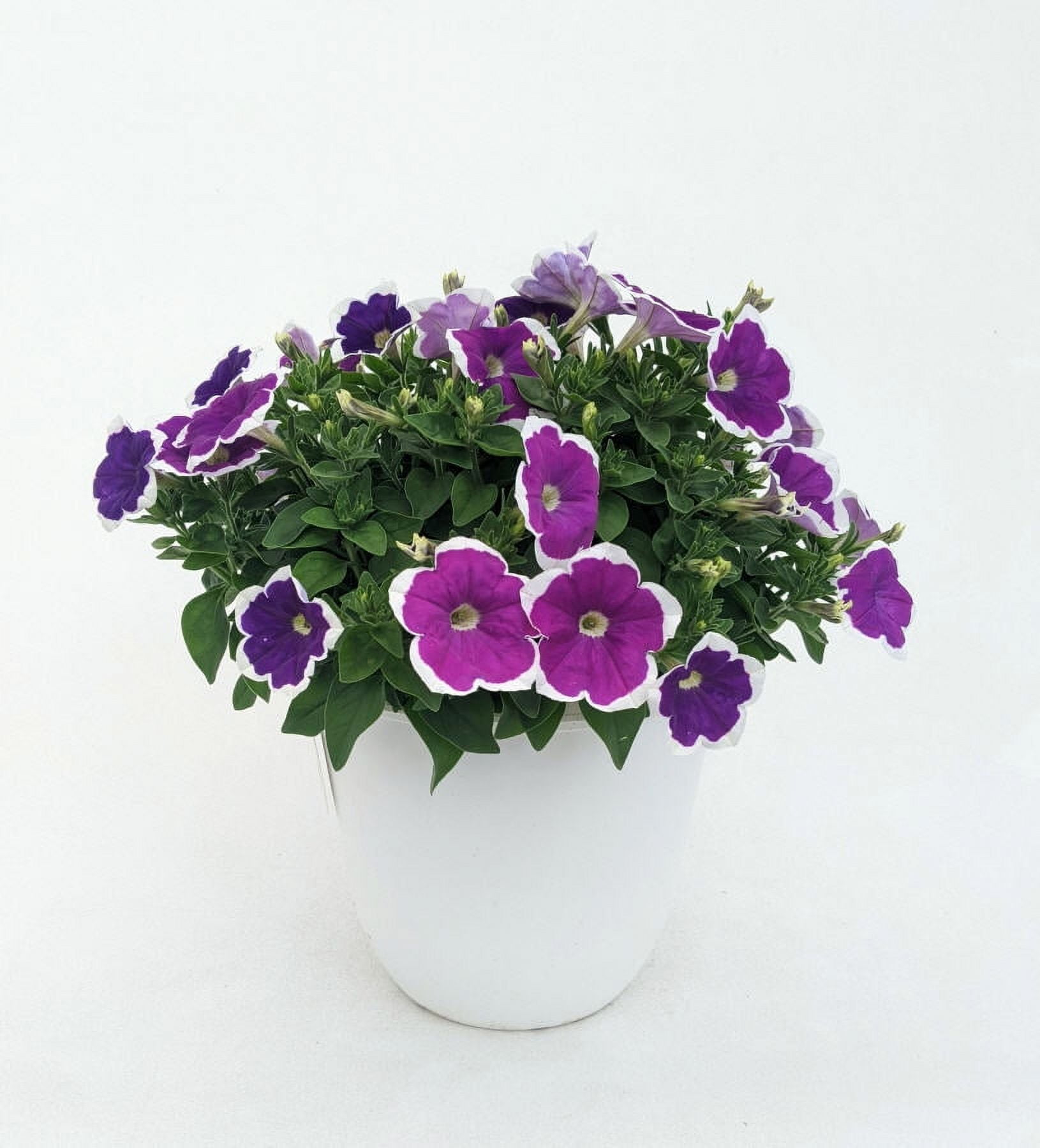 Supercal 1.5G Petunia Assorted Colors Live Plant Haning Basket Full Sun ...