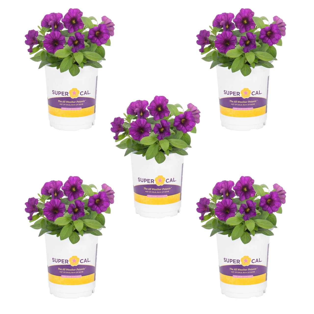 Supercal 1QT Purple Petchoa Live Annual Plant Sun 5-Pack - Walmart.com