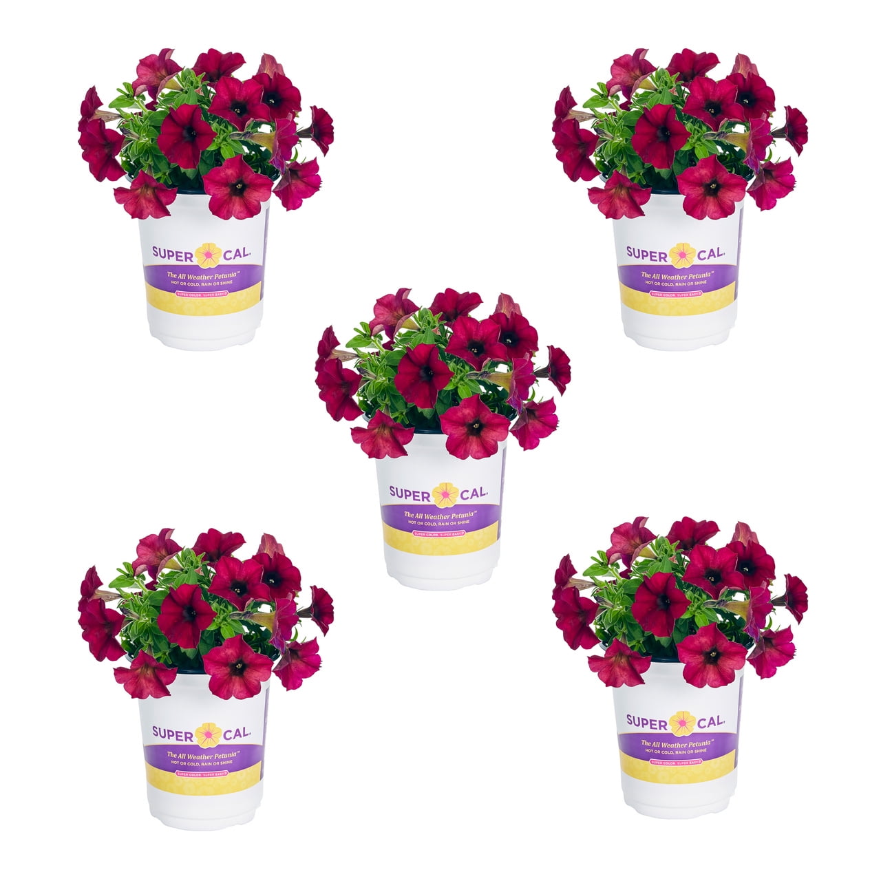 Free Shipping! SuperCal 1QT Red Petchoa Petunia Live Plants Grower Pot ...