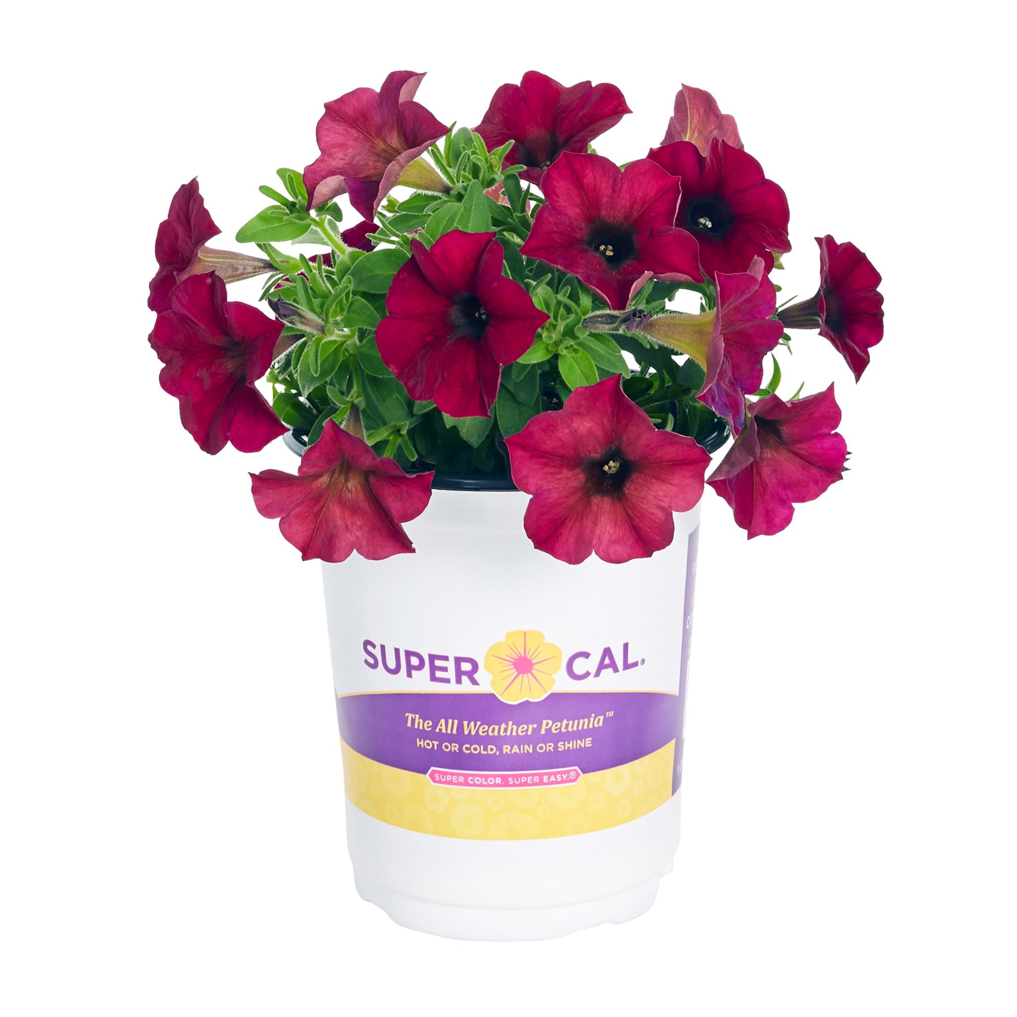 Supercal QT Supercal, Annual Potted, Full Sun Plant - Walmart.com