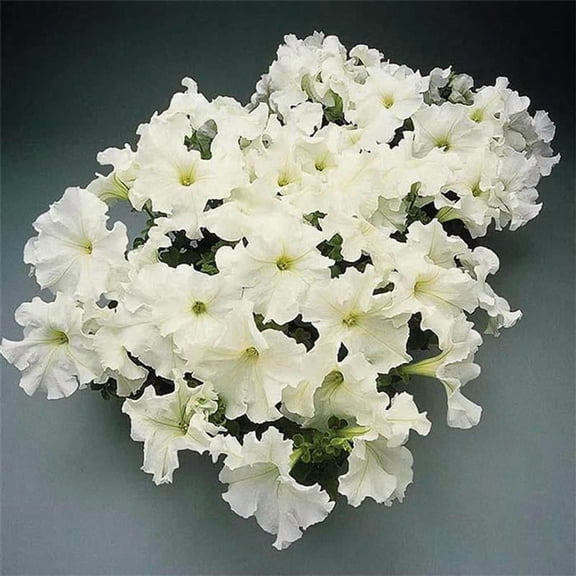 Supertunia Garden Seeds