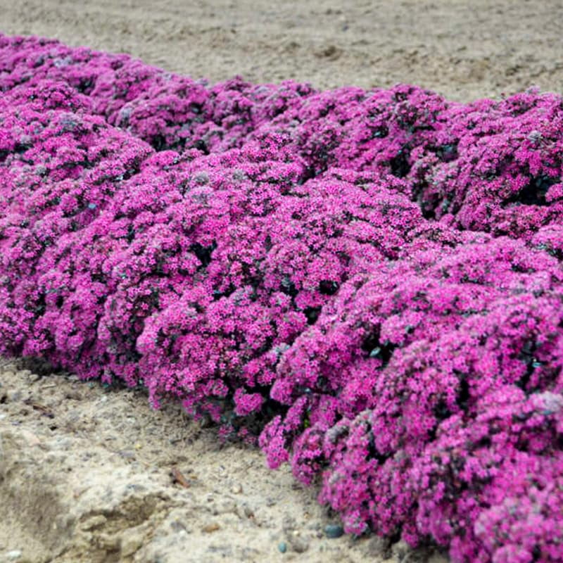 Superstar Sedum Flower Root - Attracts Butterflies and Hummingbirds ...
