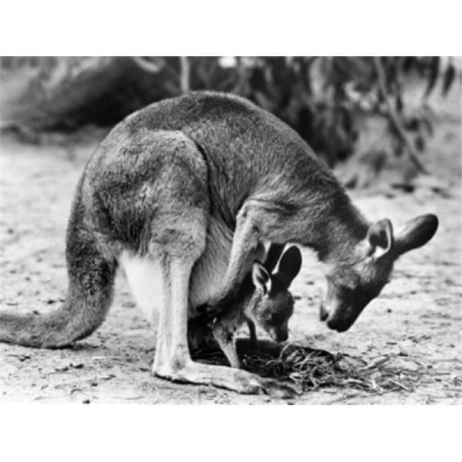 Superstock SAL25525835 Kangaroo Carrying Its Young One in Its Pouch ...