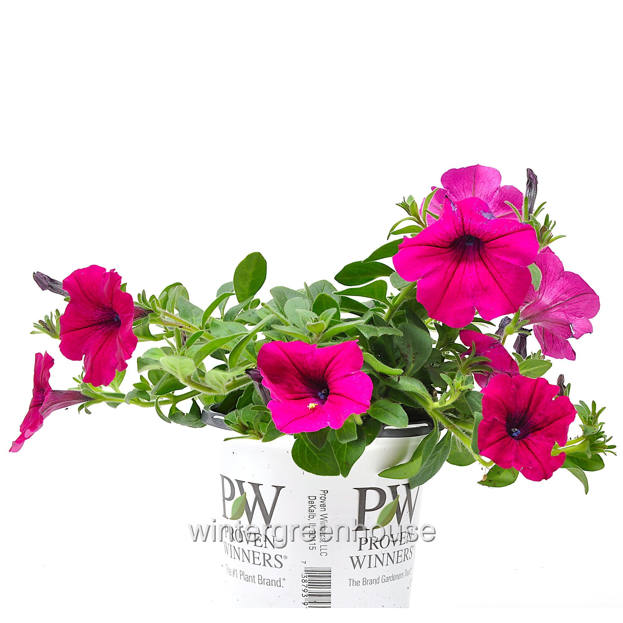 Supertunia, Royal Magenta, Petunia - Pot Size: 4.5" - Flowering Plants ...