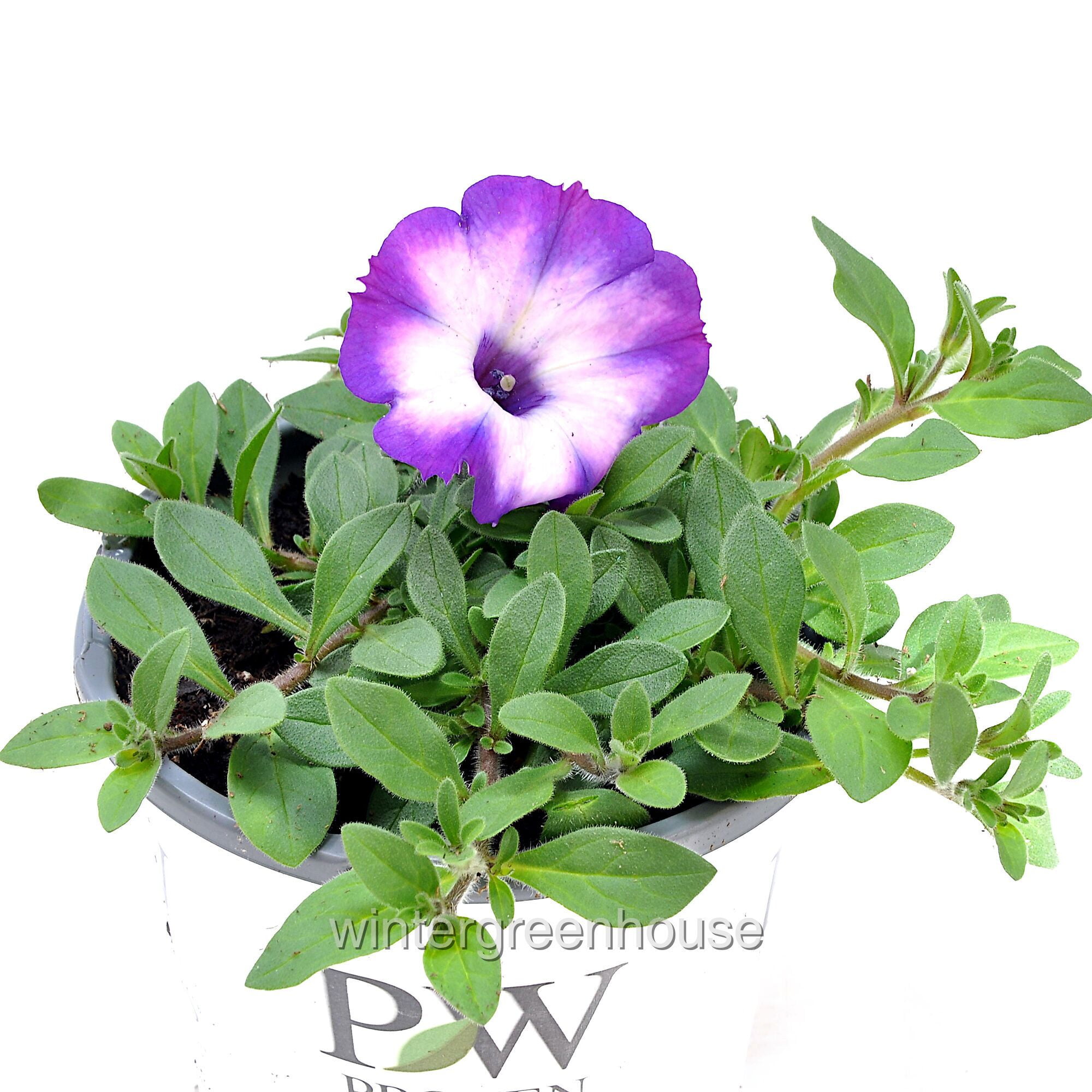 Supertunia, Blue Tiara, Petunia - Pot Size: 4.5" - Flowering Plants ...