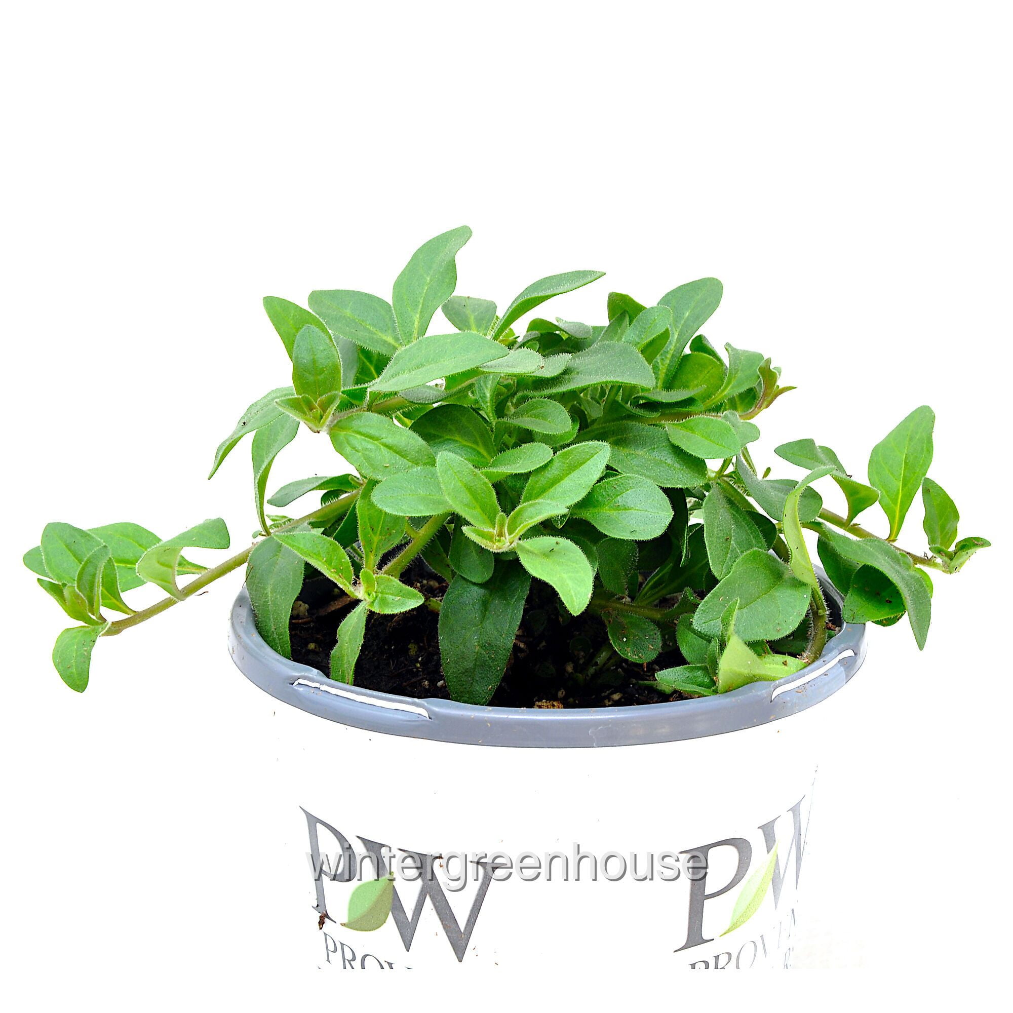 Supertunia, Pink Tiara, Petunia - Pot Size: 4.5" - Flowering Plants ...