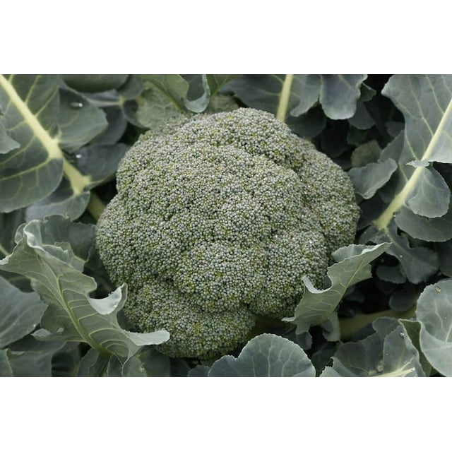 Supreme Emerald Giant Broccoli Premium Seed Packet - Walmart.com