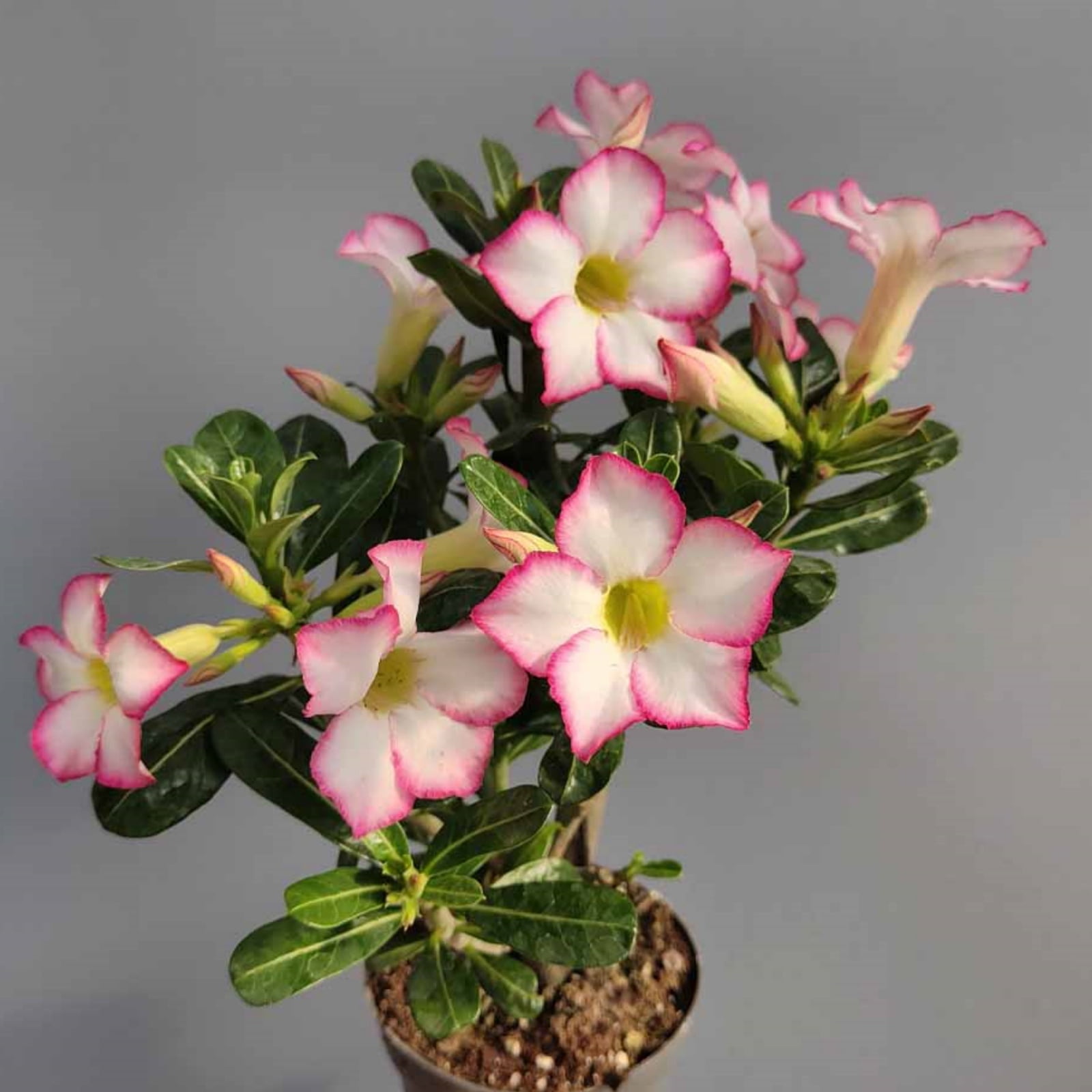 Suprising to Grow pots planting,Desert rose Bulk Indoor or Outdoor ...