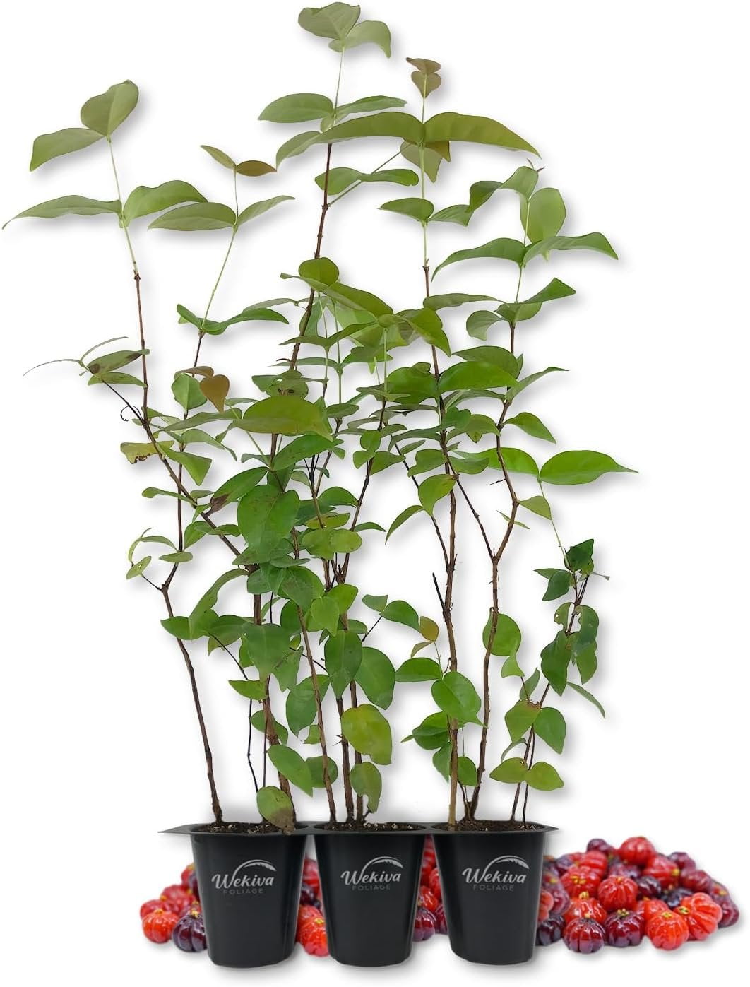 Suriname Cherry Plant - 3 Live Tissue Culture Starter Plants - Eugenia ...