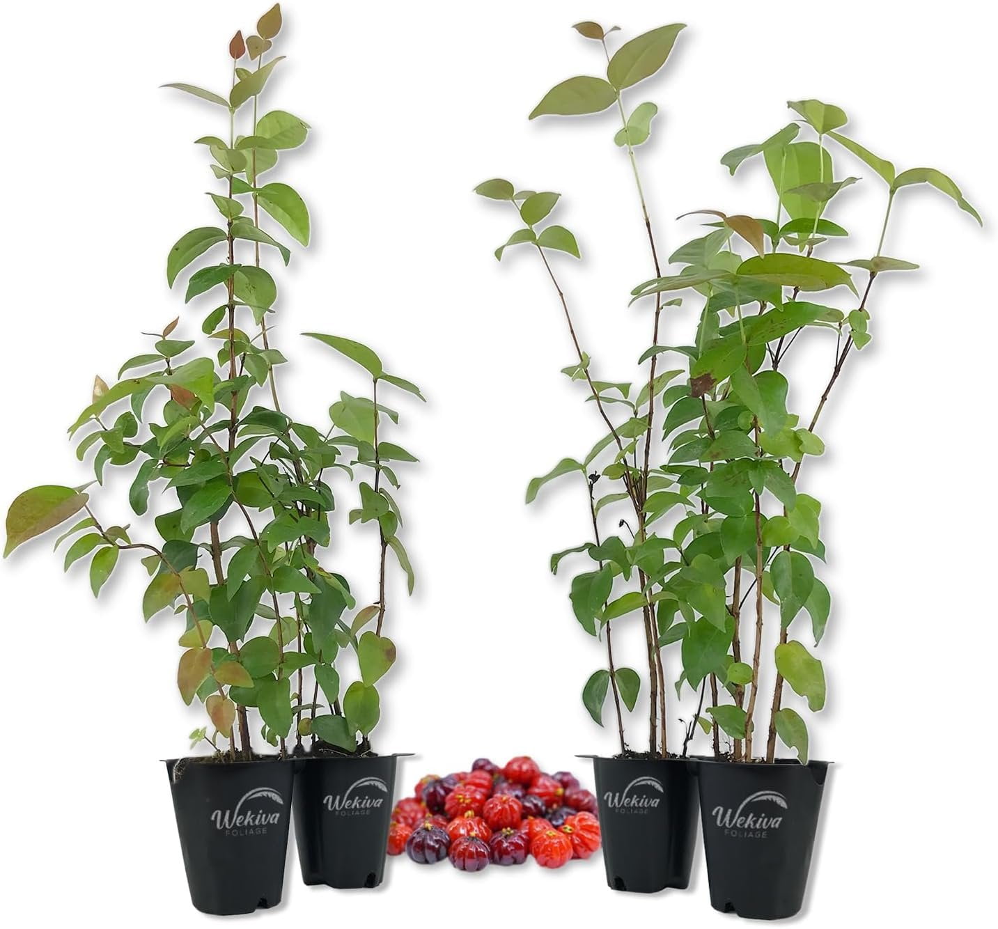 Suriname Cherry Plant - 4 Live Tissue Culture Starter Plants - Eugenia ...