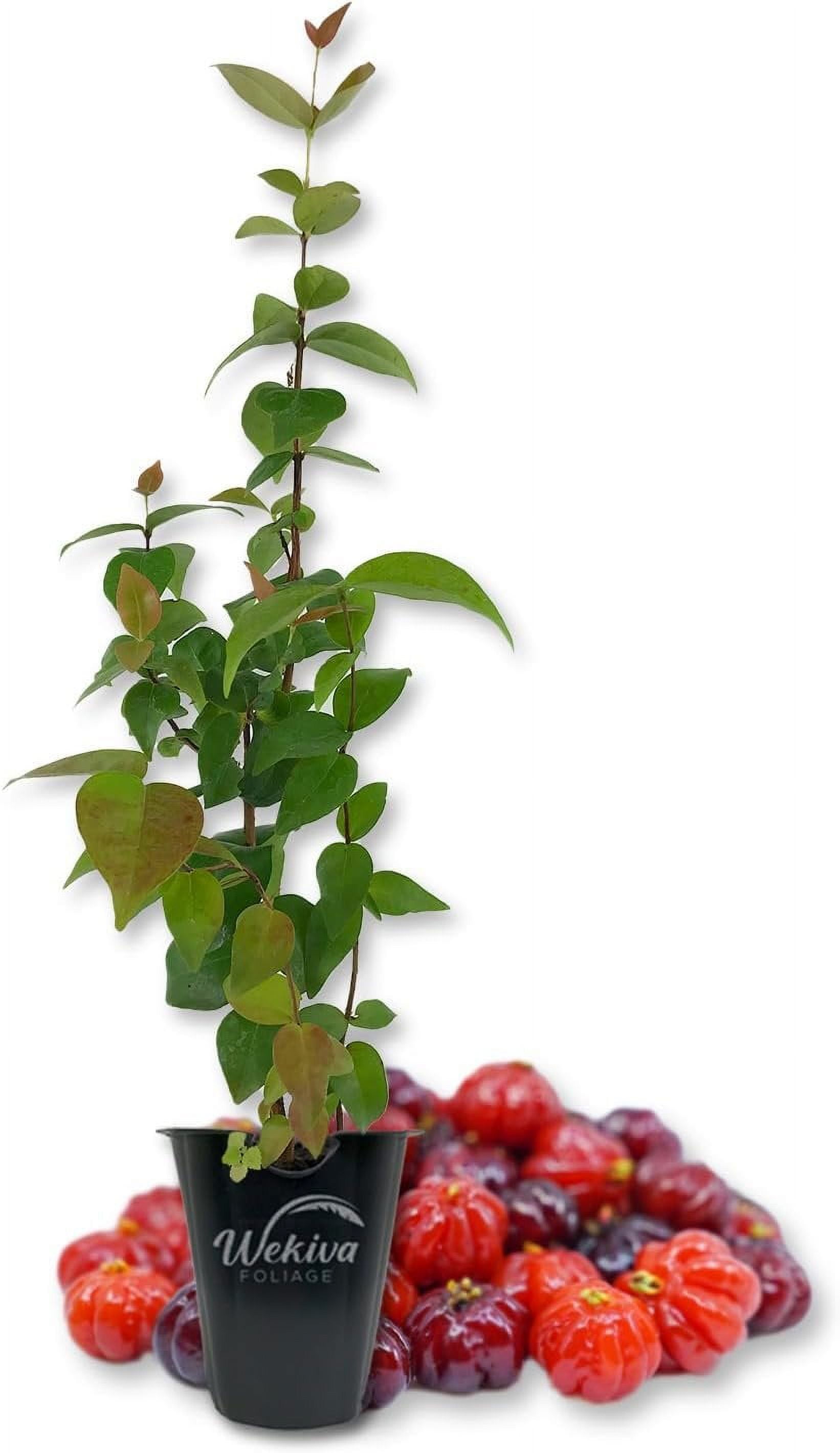 Suriname Cherry Plant - Live Tissue Culture Starter Plant - Eugenia ...