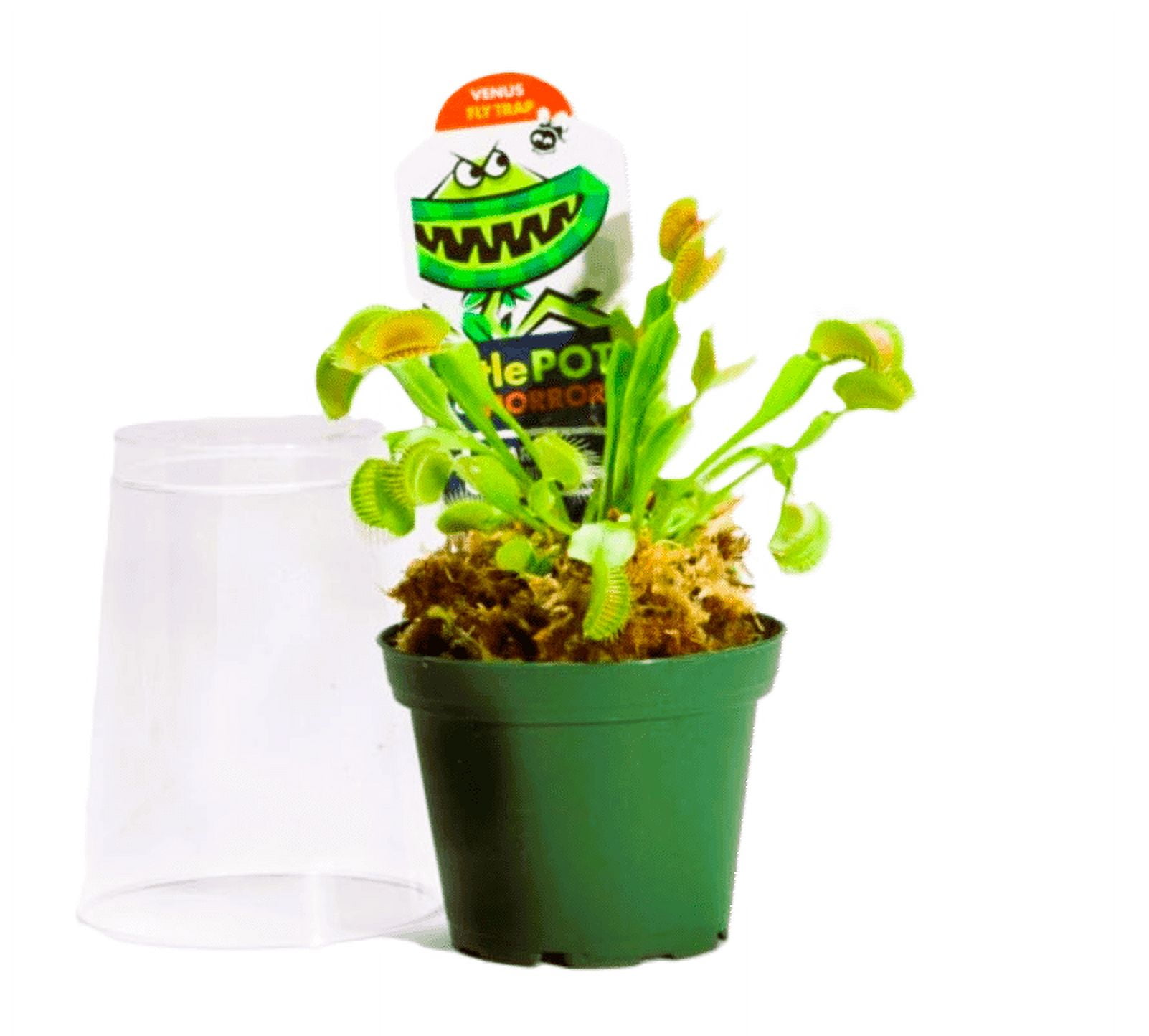 Surmen Legacy 3.5" Venus Fly Trap Live Plant in Grower Pot, Easy to ...