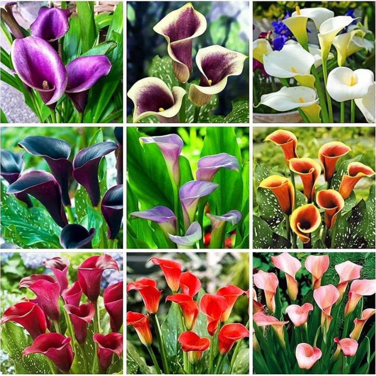 Surprise Growth-Calla lily-for Gardening and Planting-INS garden must ...