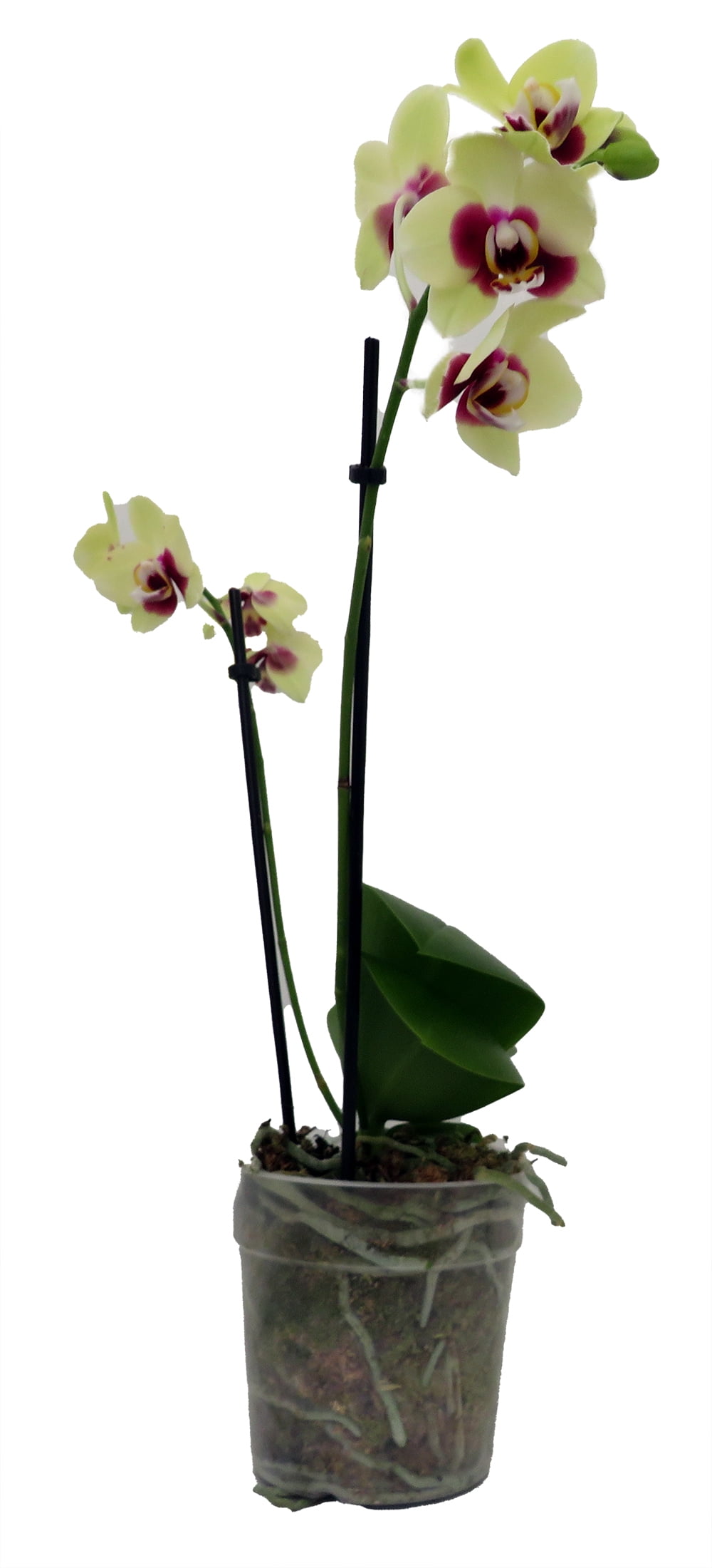 Surprise Moth Orchid Plant - Phalaenopsis - 4" Pot - Easy House Plant ...