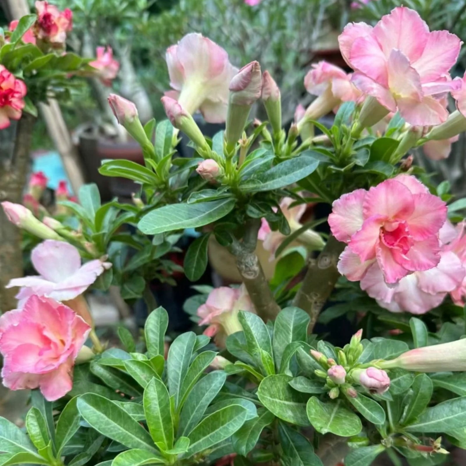Surprise to Grow(Desert Rose)Pots to Grow Indoor or Outdoor,Beautiful ...