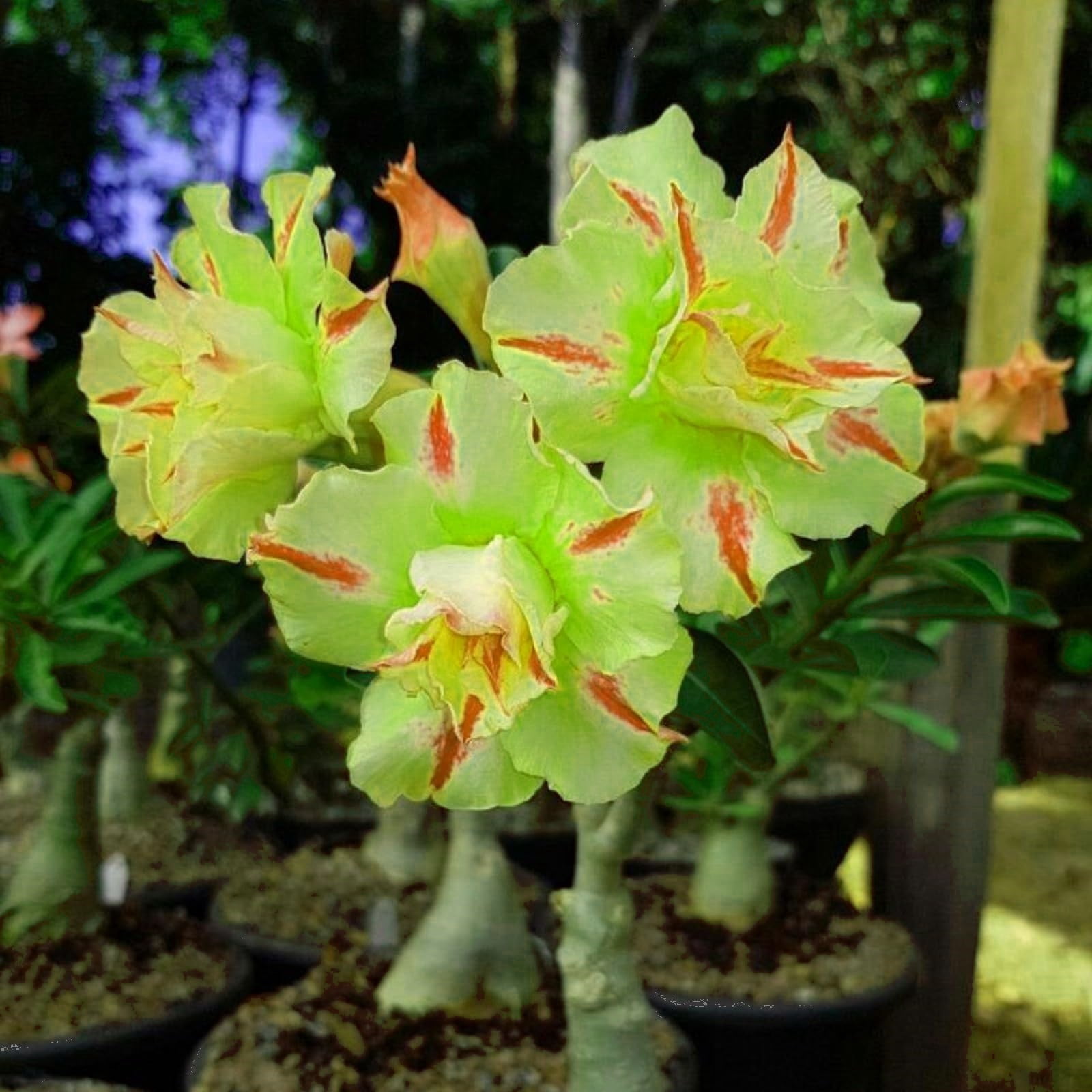 Surprise to Grow(Desert Rose)Pots to Grow Indoor or Outdoor,Beautiful ...