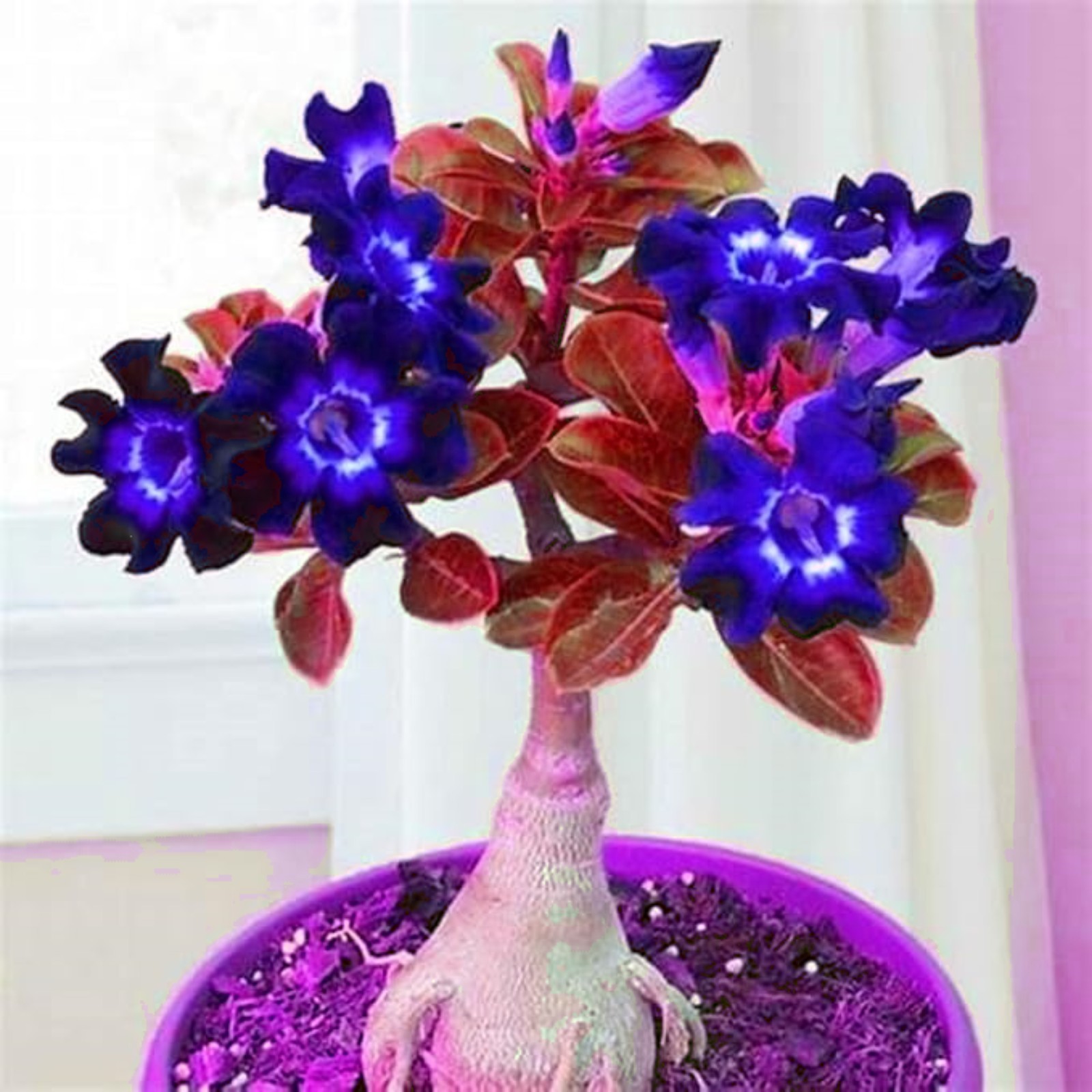 Surprise to Grow(Desert Rose)Pots to Grow Indoor or Outdoor,Beautiful ...