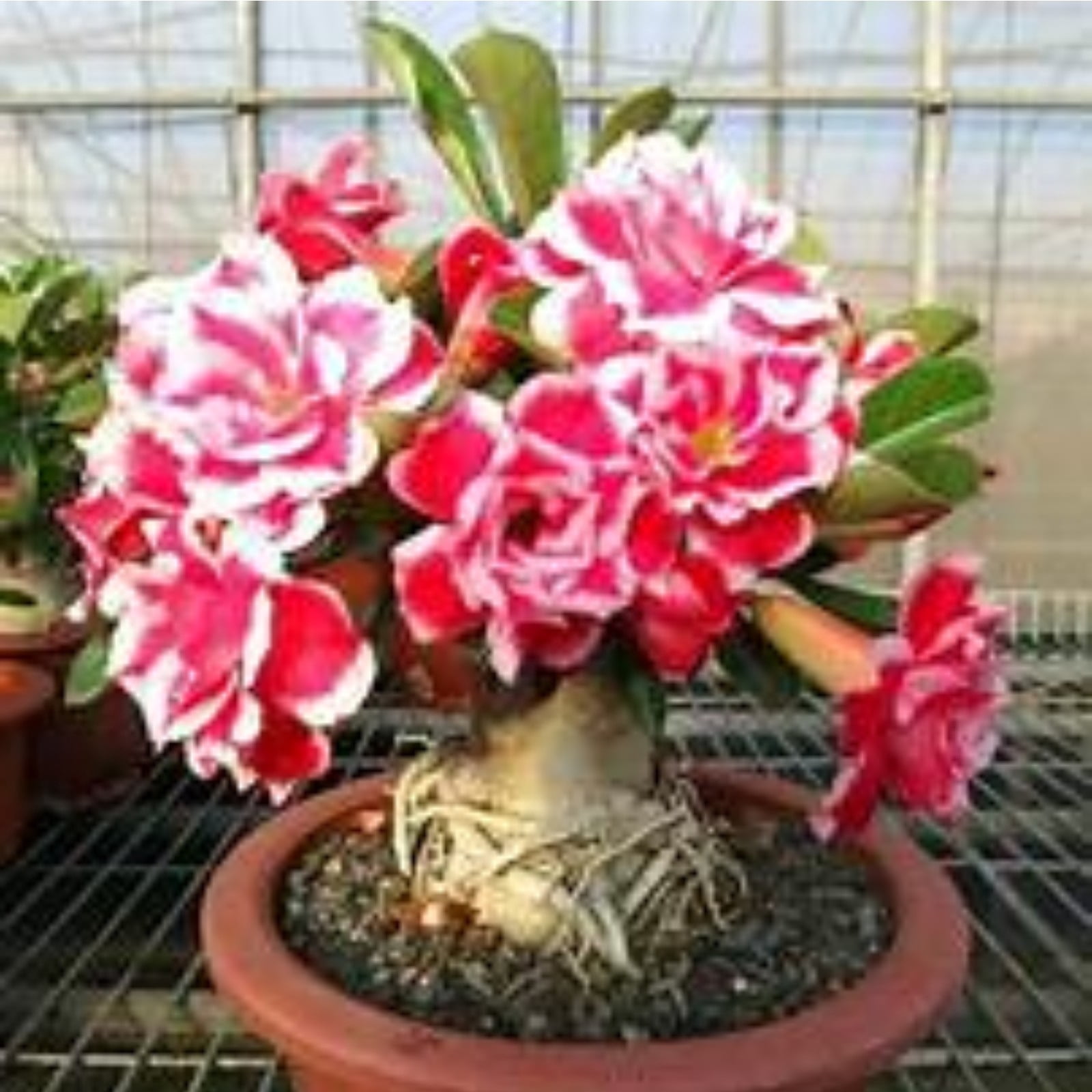 Surprise to Grow Indoor or Outdoor(Desert Rose)Pots to Grow,Beautiful ...