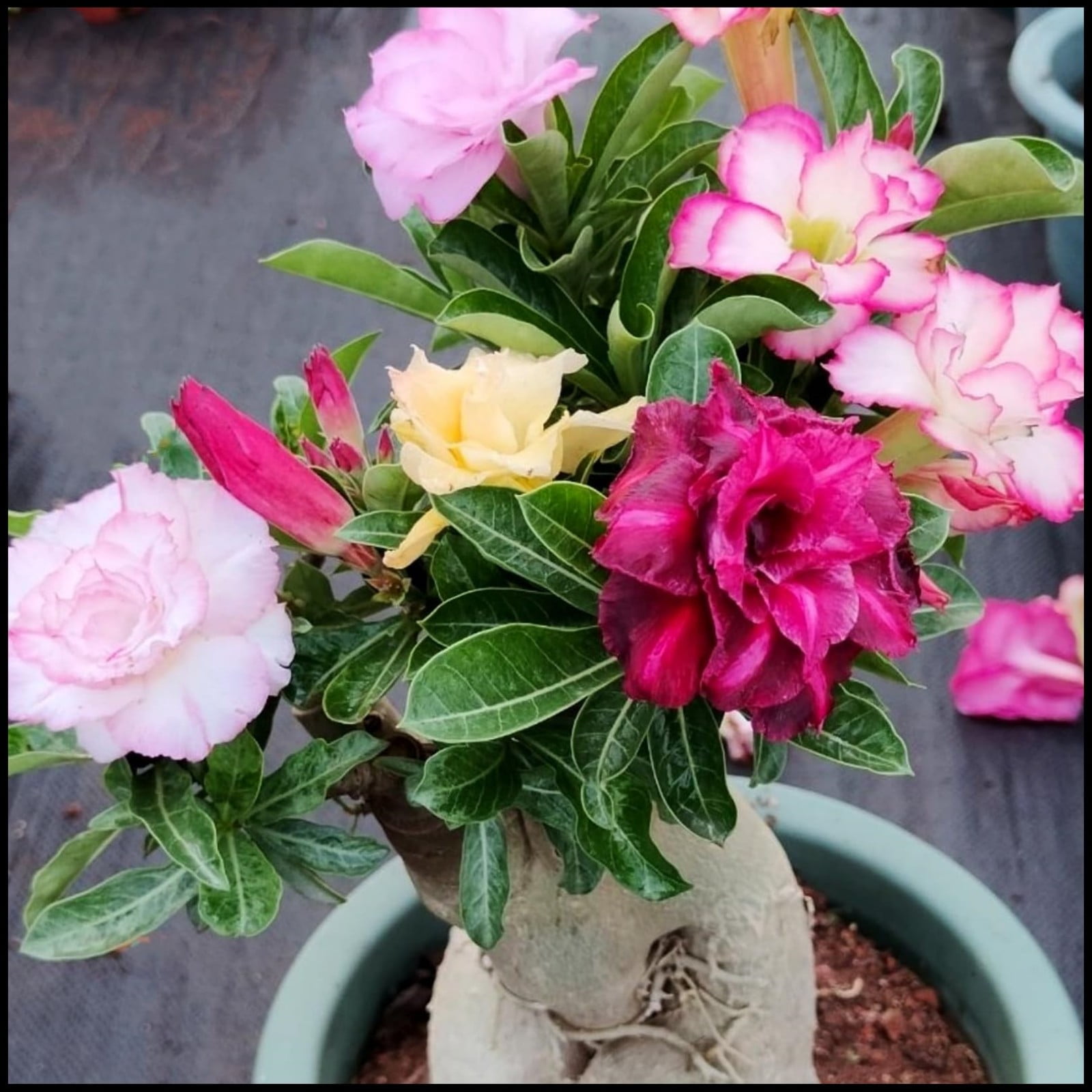 Surprise to Grow Indoor or Outdoor(Desert Rose)Pots to Grow,Beautiful ...